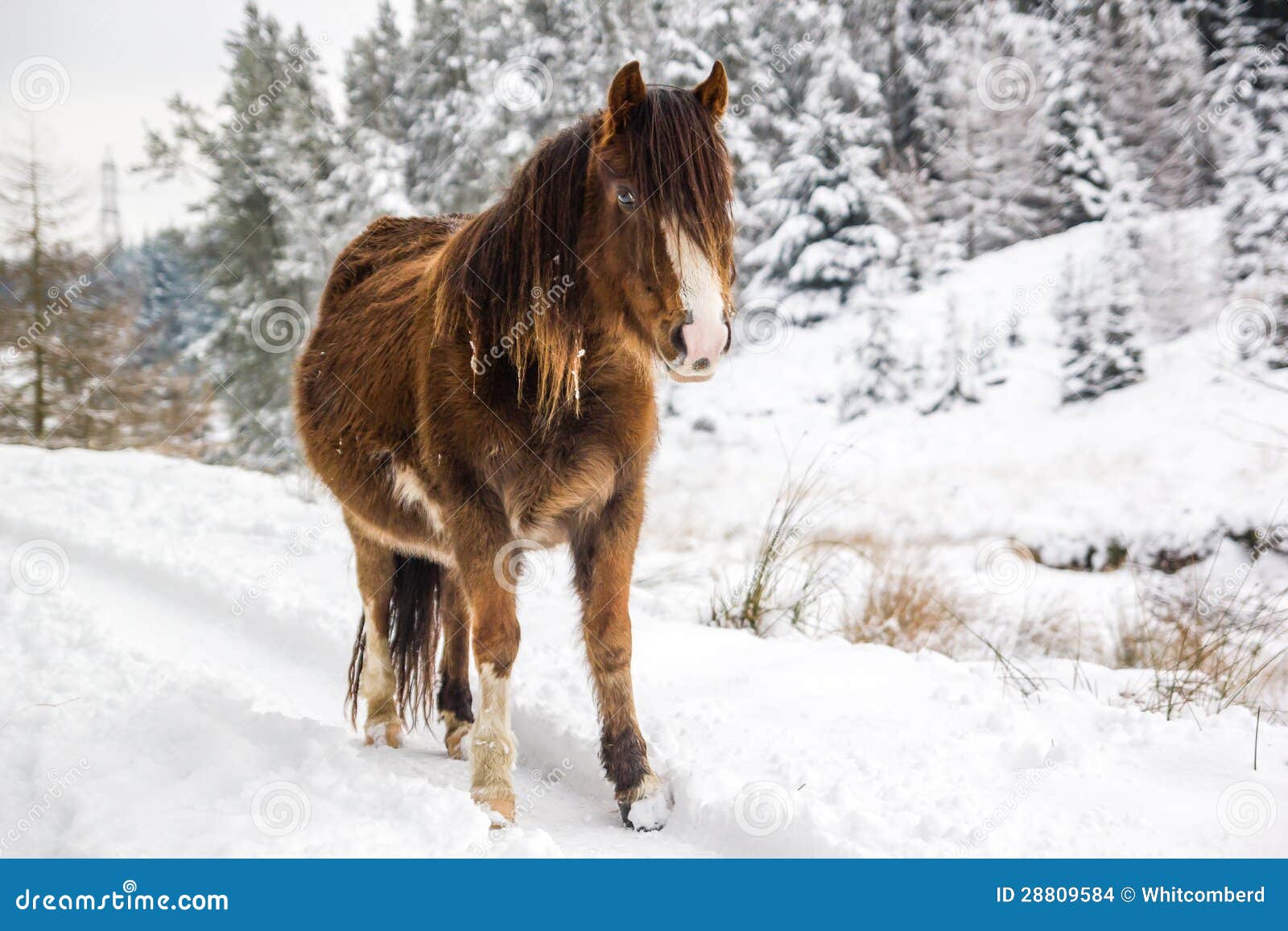 Mountain pony in the snow stock photo. Image of front - 28809584