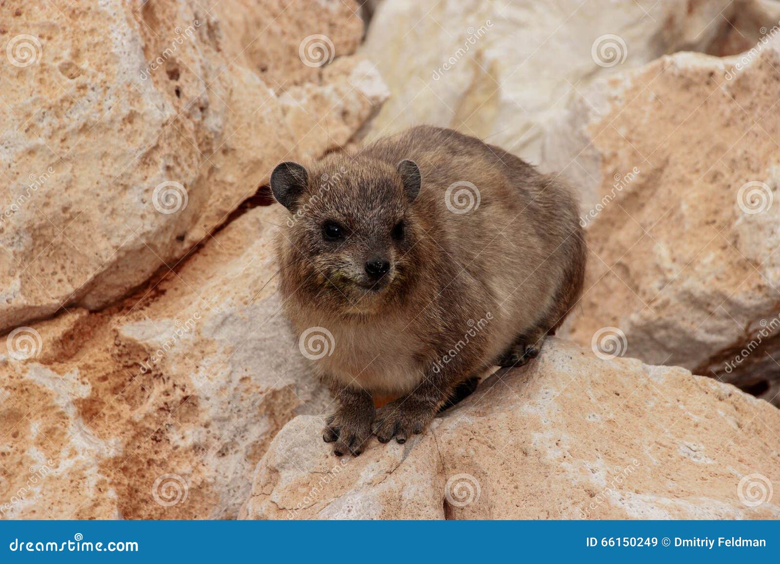 Mountain Rabbit Sitting on a Rock Stock Image - Image of animal, wild ...
