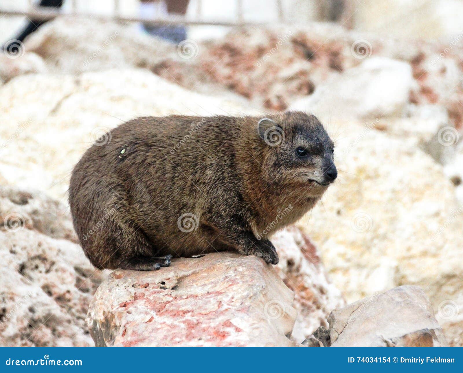 Mountain Rabbit Sitting on a Rock Stock Photo - Image of herbivorous ...
