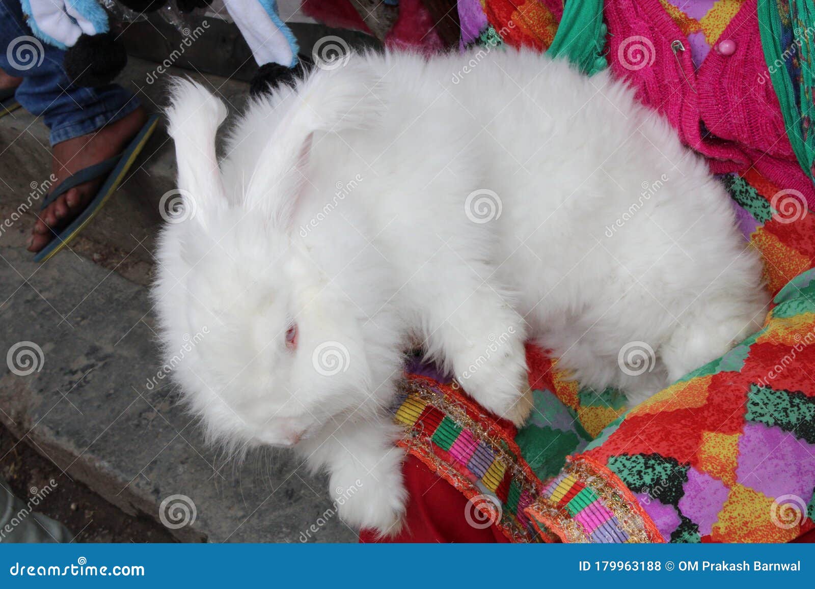 Mountain Rabbitred Eyes Manali Rabbit Nice Good Stock Photo - Image of ...