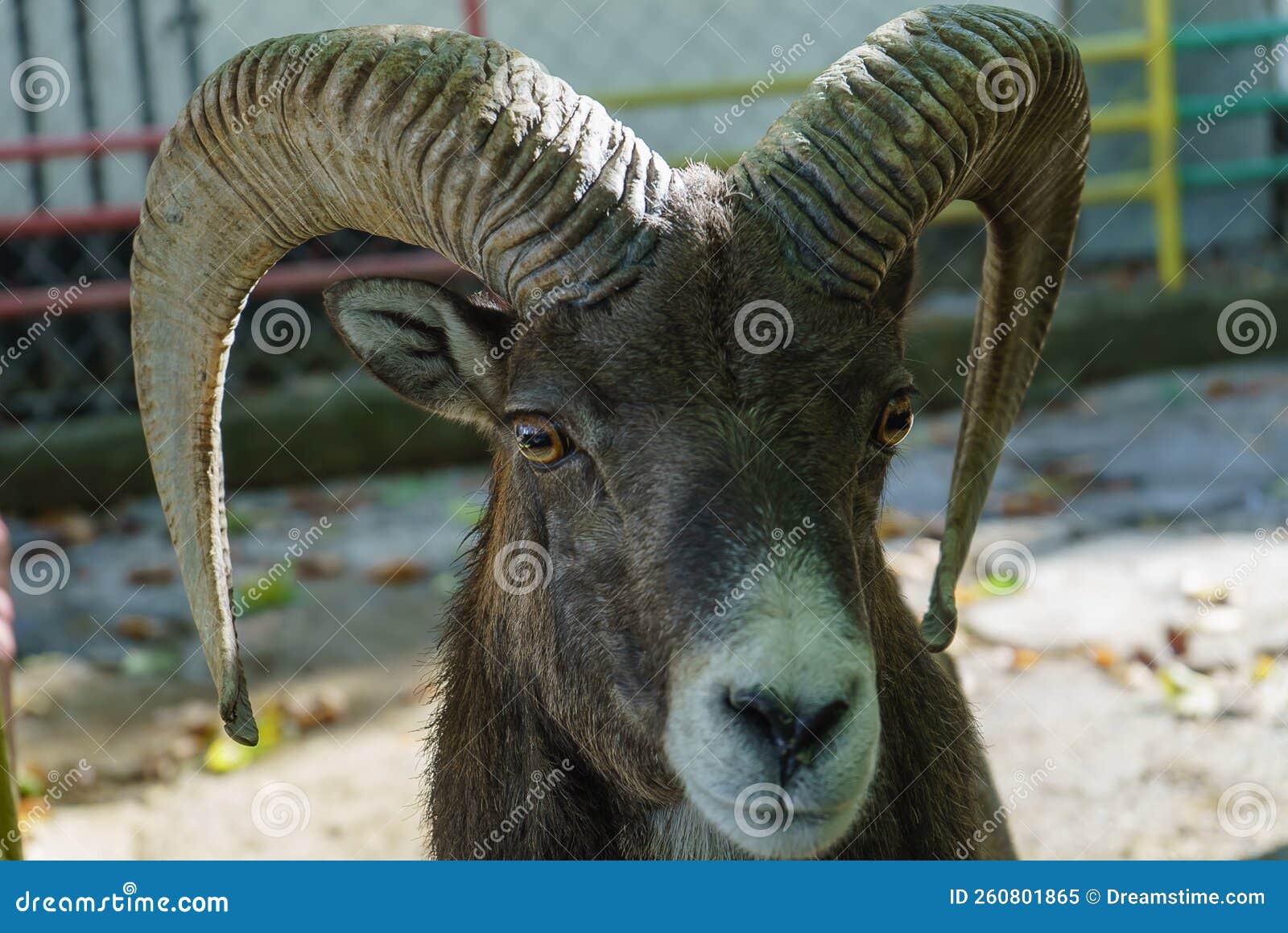 Mountain Ram Close Up Portrait in Zoo Stock Image - Image of mouflon ...