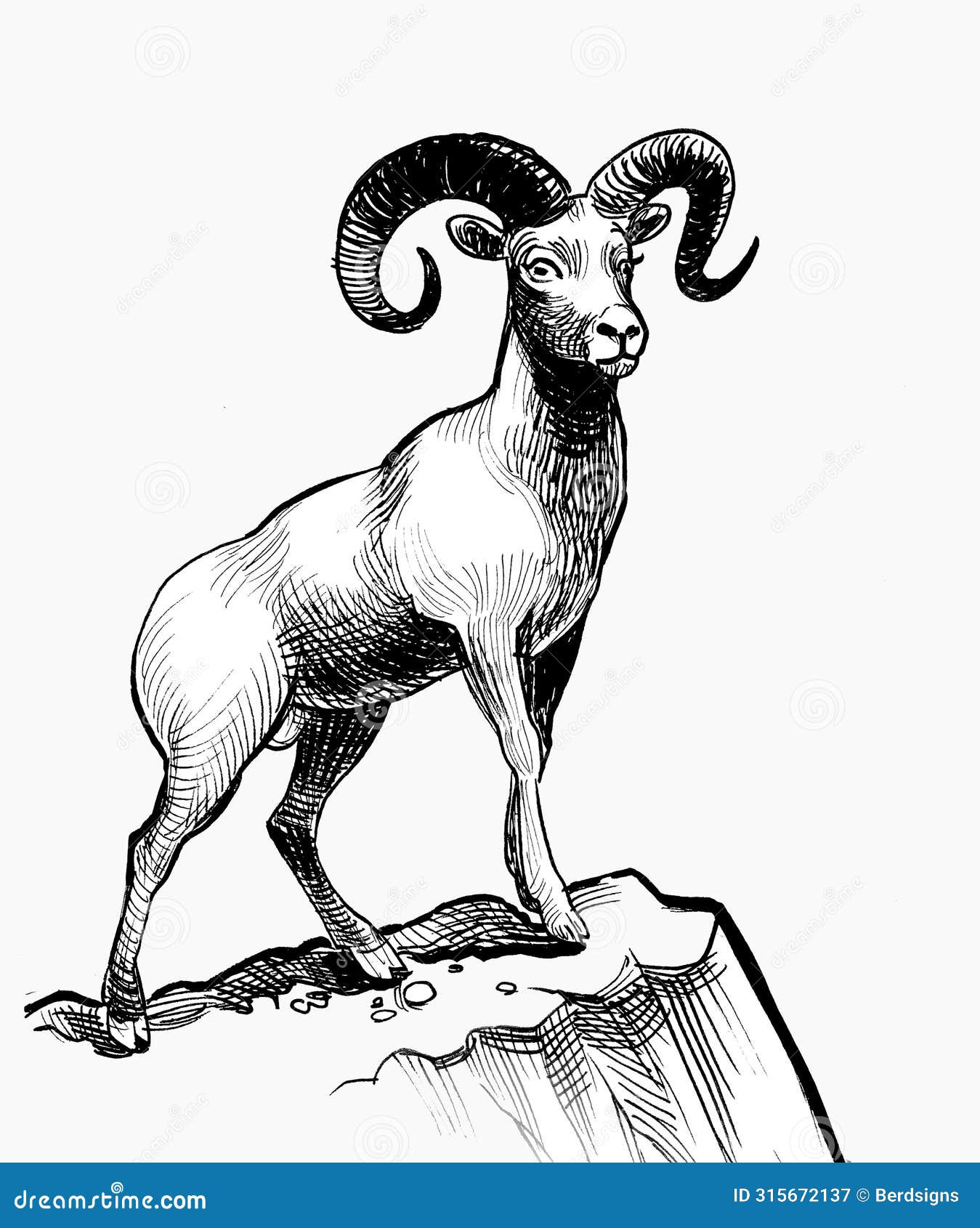 Mountain ram stock illustration. Illustration of mammal - 315672137