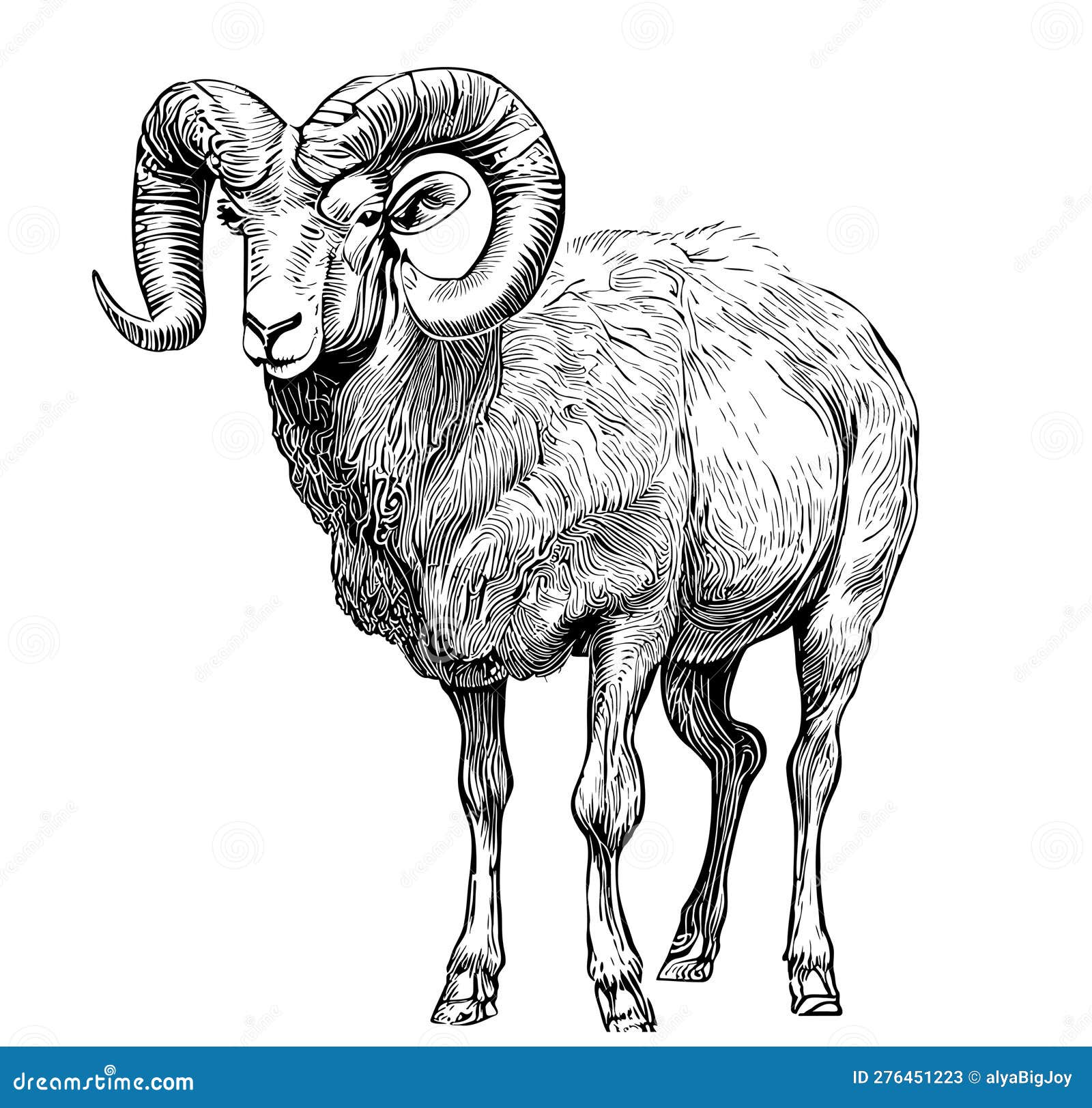 Mountain Ram Sheep Hand Drawn Sketch Vector Illustration Stock ...