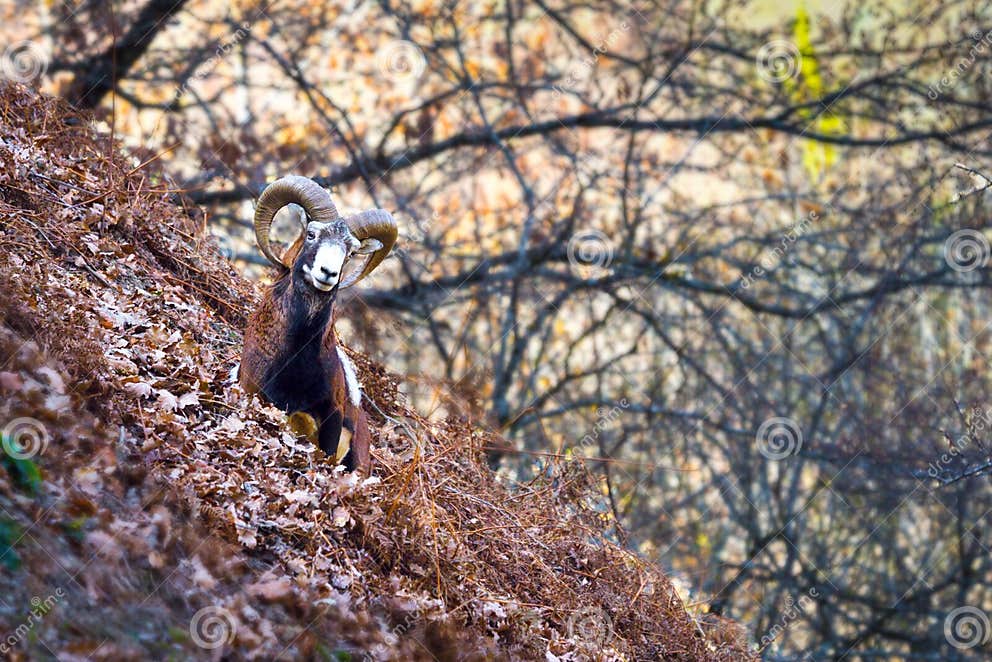Mountain ram on a slope stock image. Image of animals - 65413633