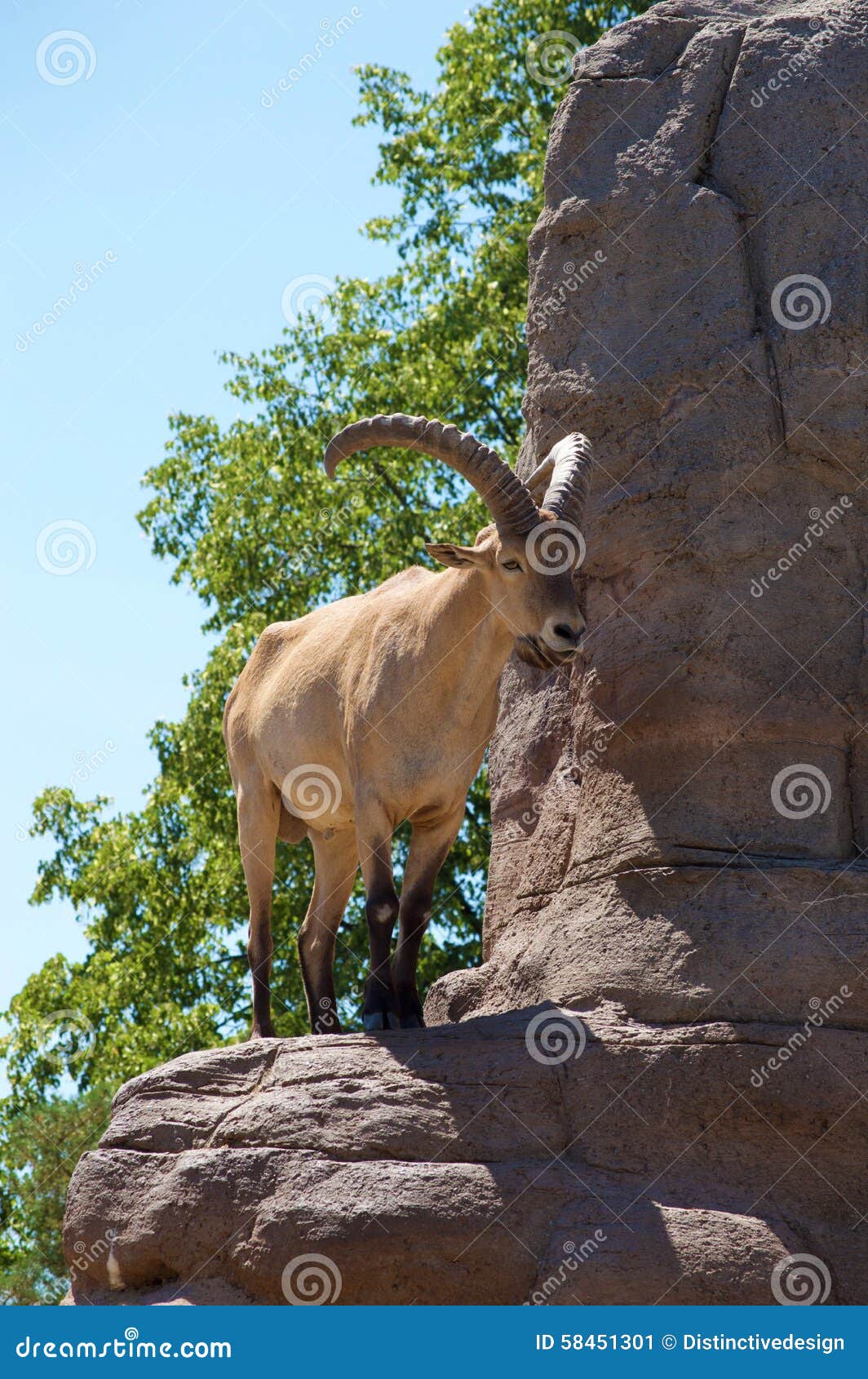 Mountain Ram stock image. Image of highland, animal, rocky - 58451301