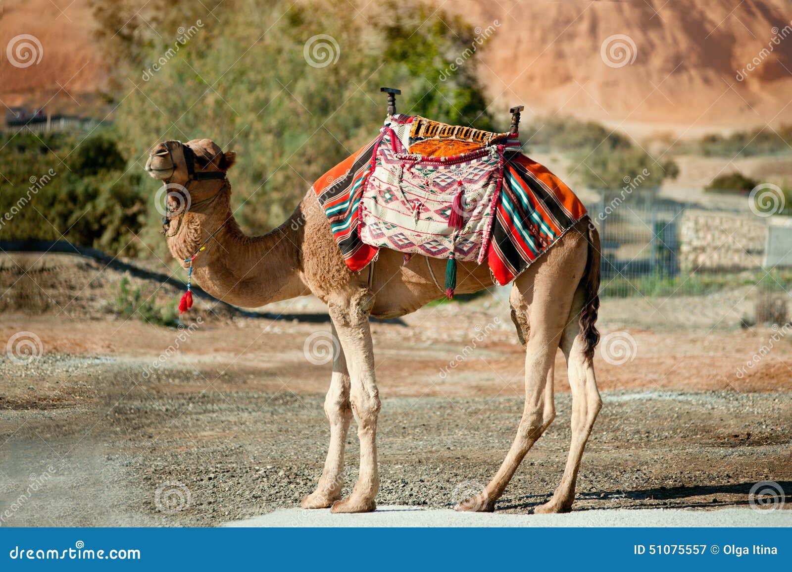 Mountain Range, Bush and Camel in Negev Desert, Israel Stock Image ...
