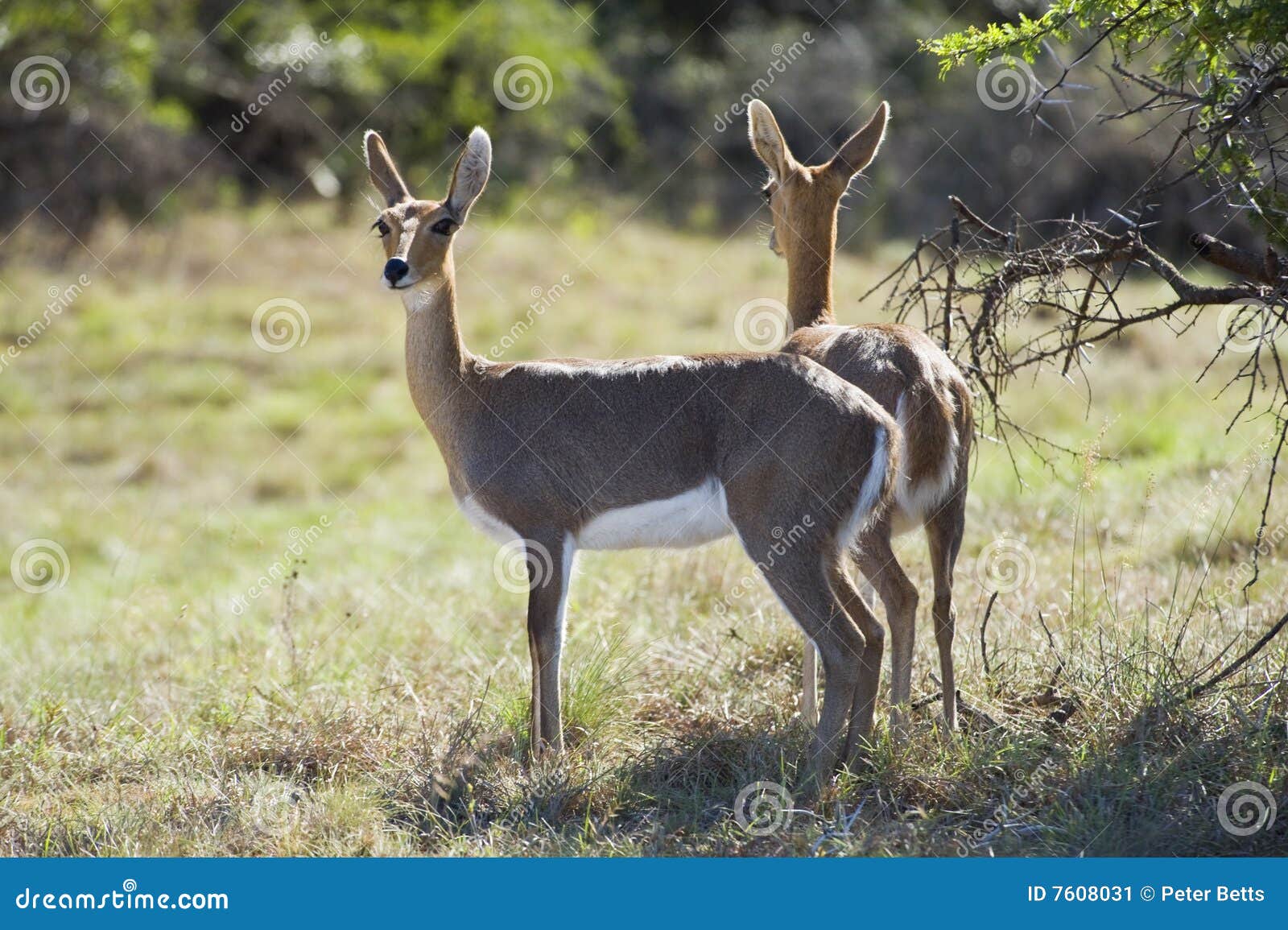 Mountain reedbuck stock image. Image of bush, dainty, conservation ...