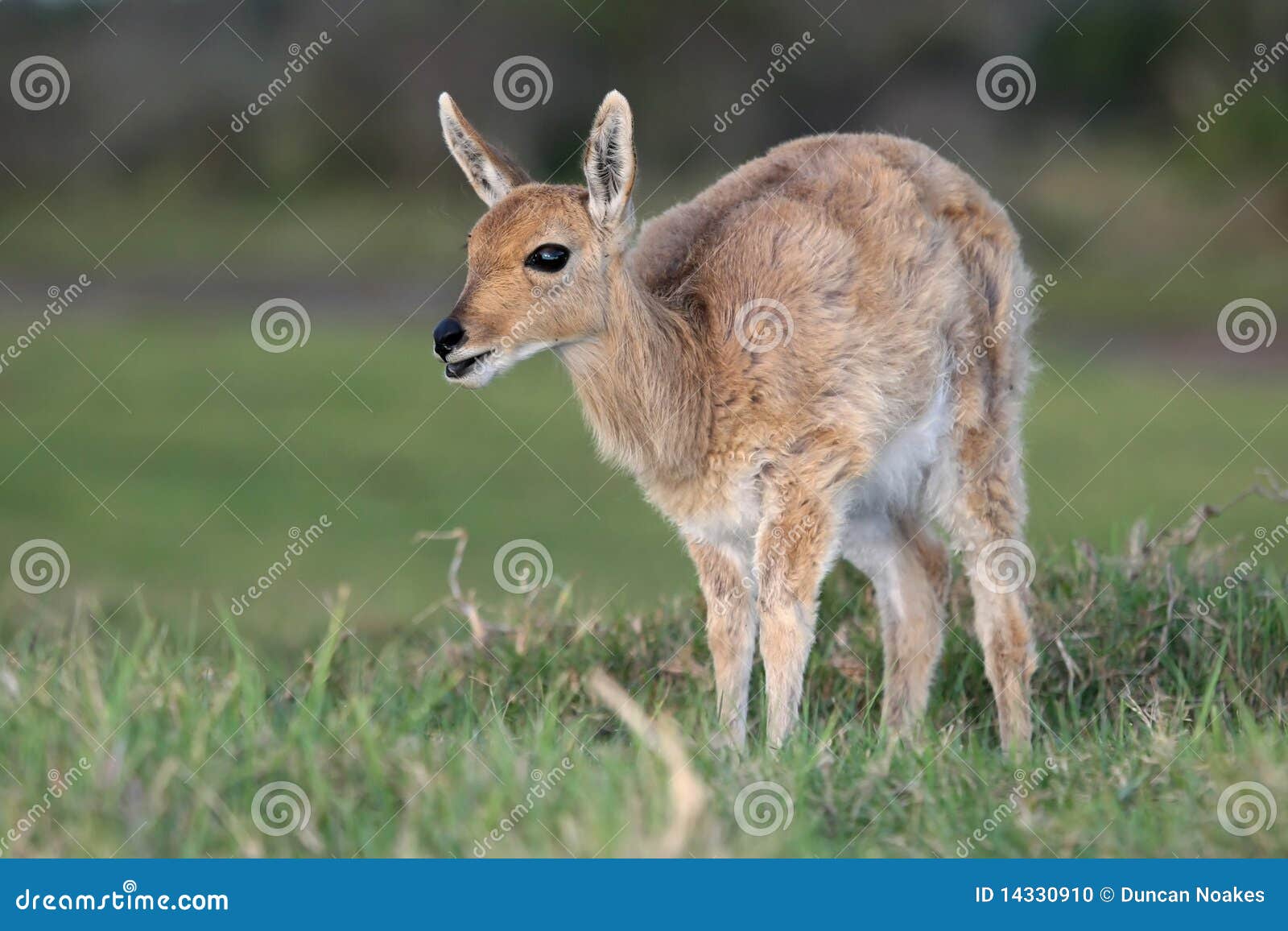 Mountain Reedbuck Antelope stock photo. Image of ears - 14330910