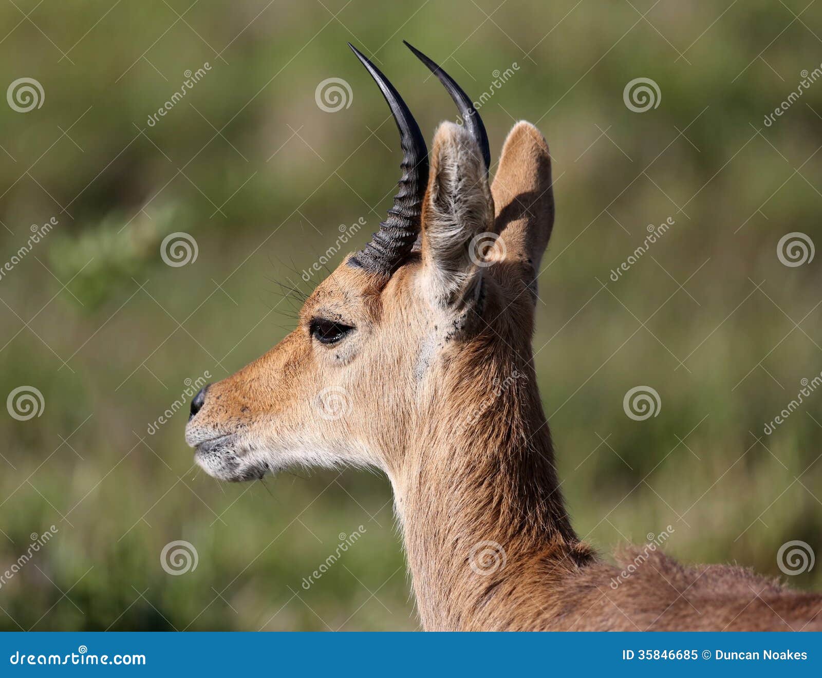 Mountain Reedbuck Antelope stock image. Image of buck - 35846685