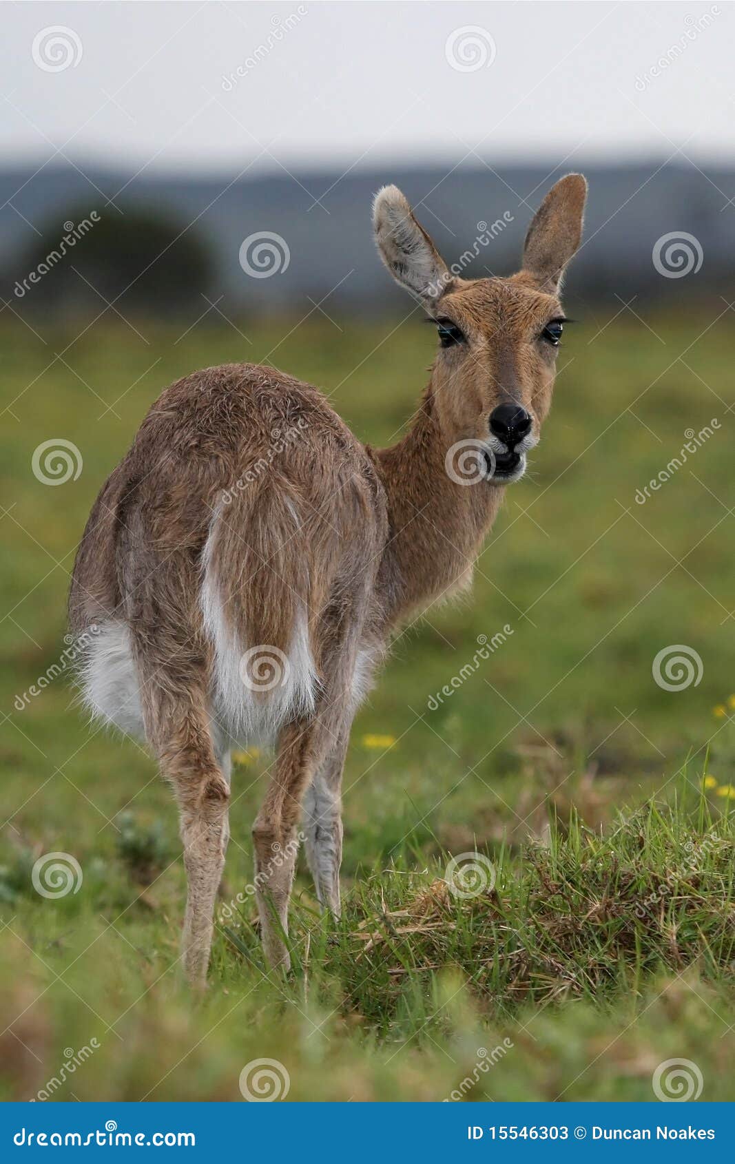 Mountain Reedbuck or Reedbok Stock Image - Image of redunca, bohor ...