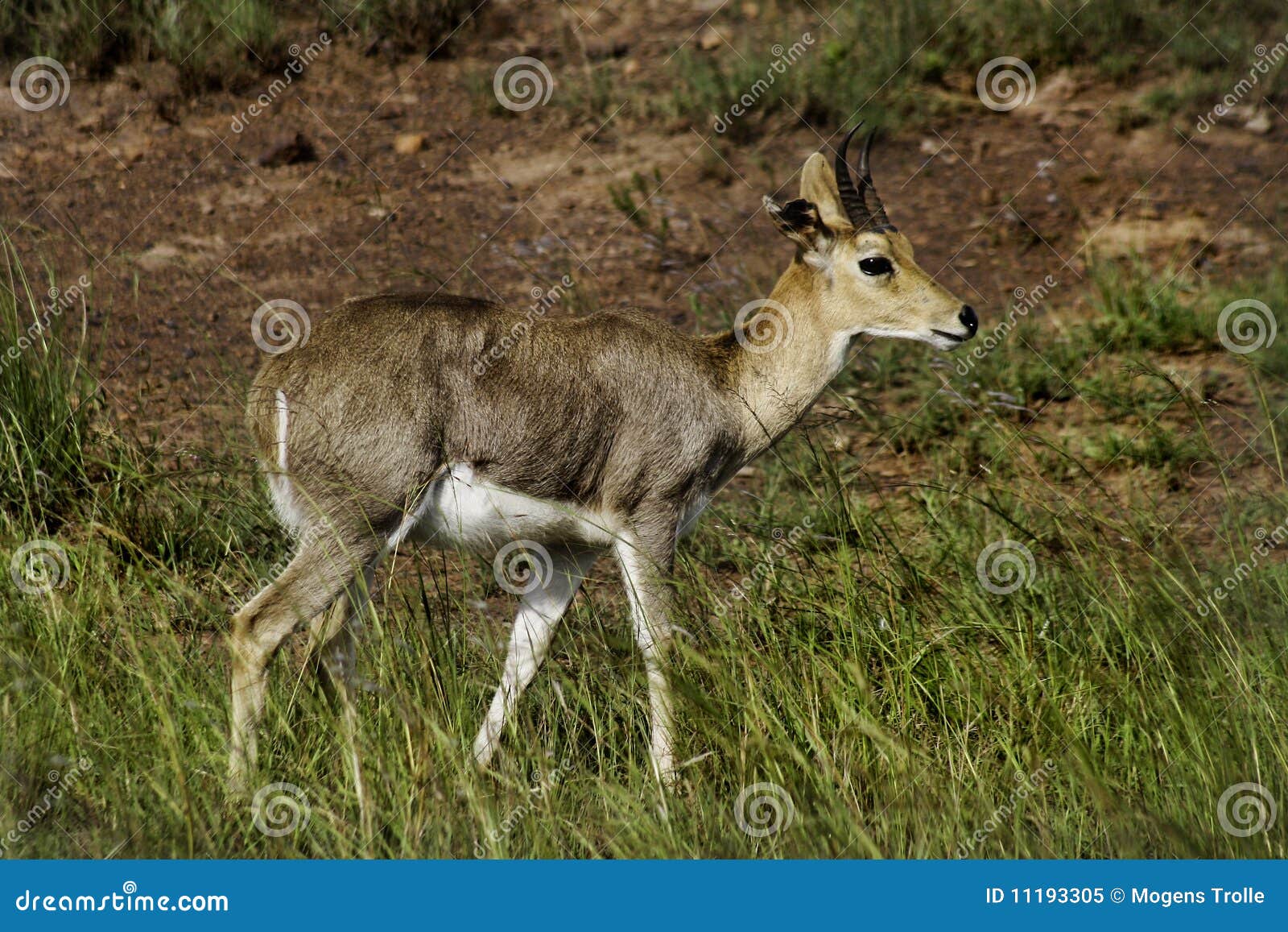 Mountain Reedbuck, South Africa Stock Image - Image of south, reserve ...