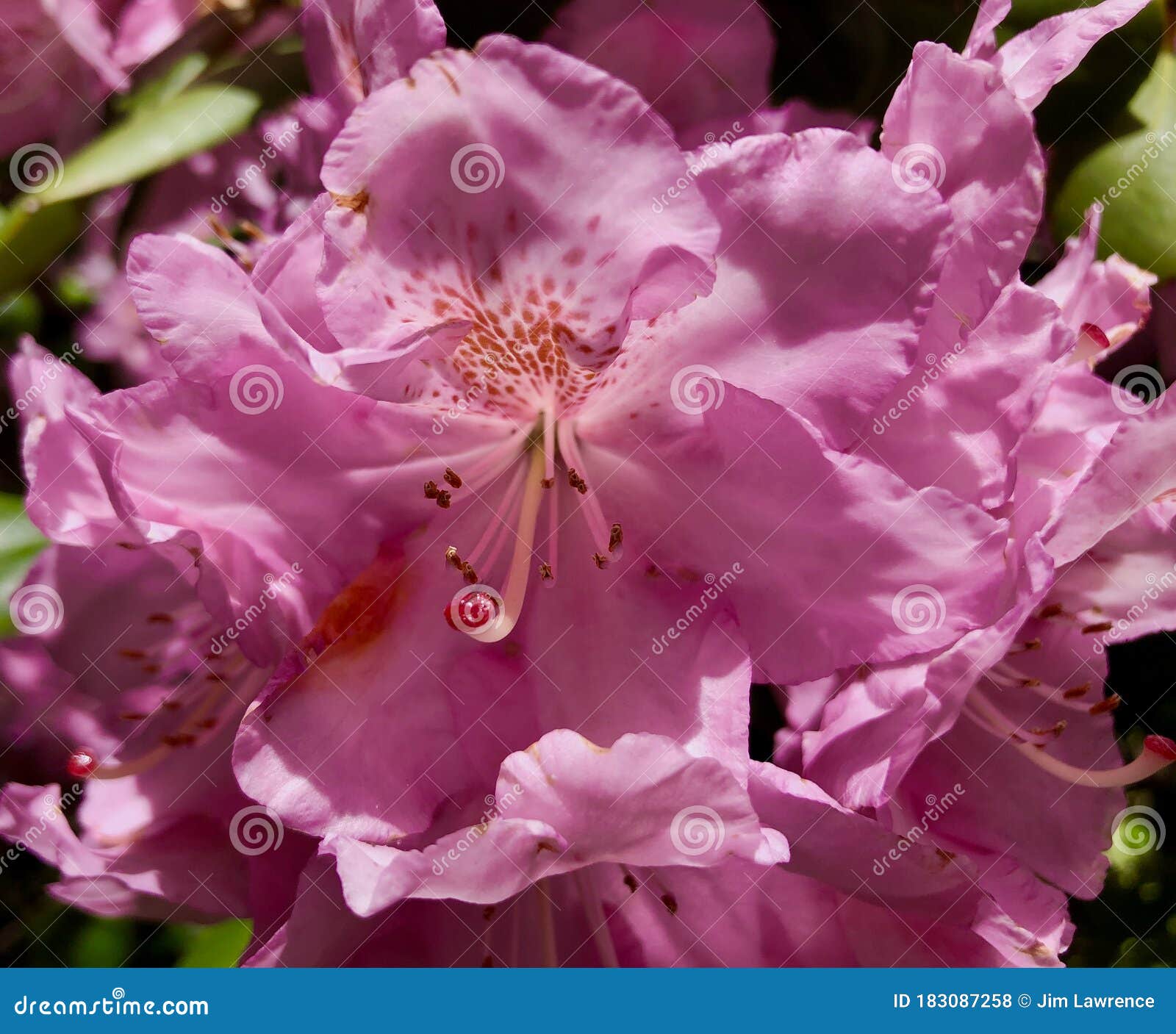 Mountain Rhododendron stock photo. Image of carolina - 183087258
