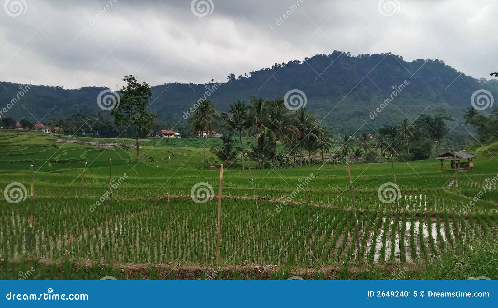Mountain Rice Fields stock image. Image of plain, pasture - 264924015