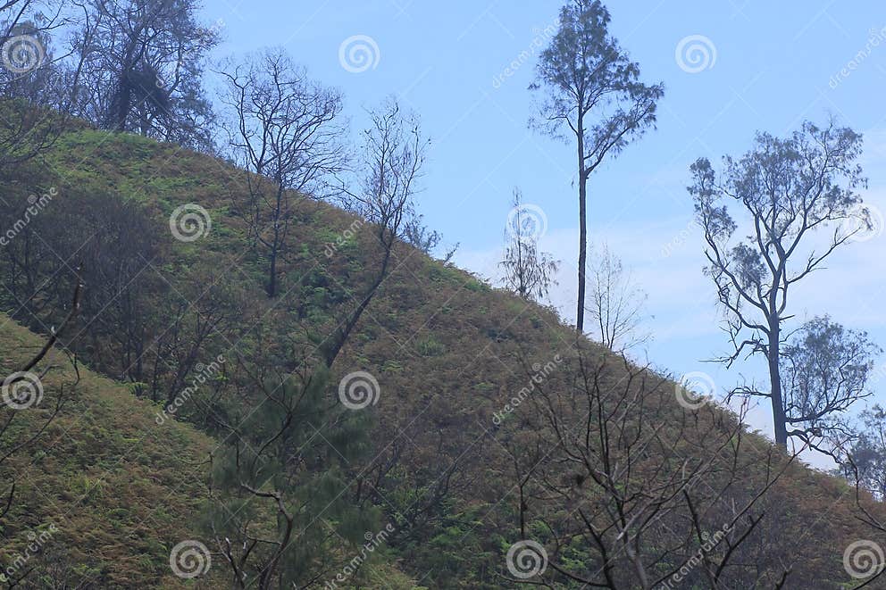 Mountain Ridges with Sparse Tree Vegetation Stock Photo - Image of ...