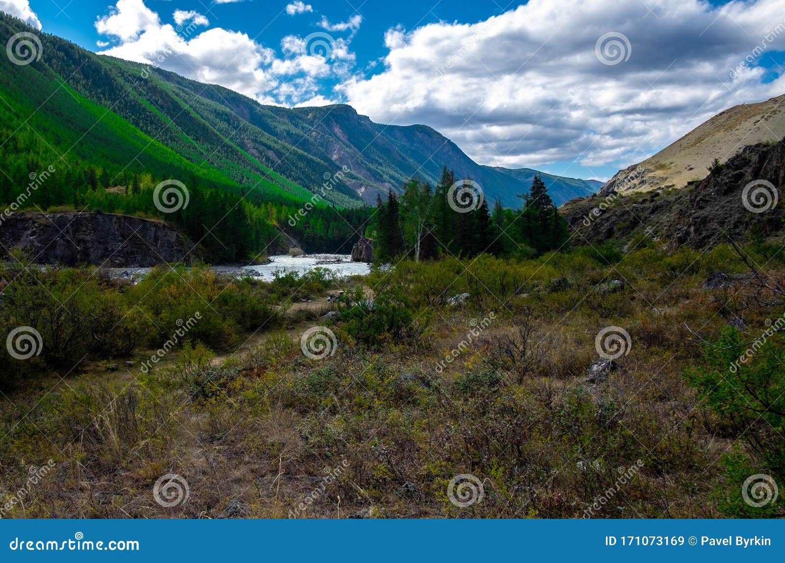 Wildlife of Altai stock image. Image of tranquil, summer - 171073169