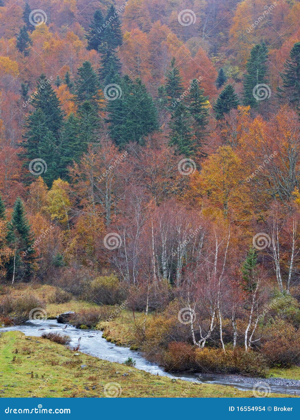 Mountain river in autumn stock photo. Image of rock, moss - 16554954