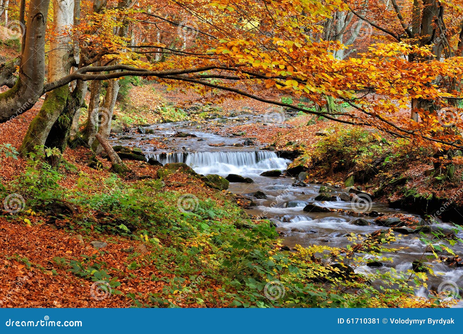 Mountain River in the Autumn Forest Stock Image - Image of mountain ...