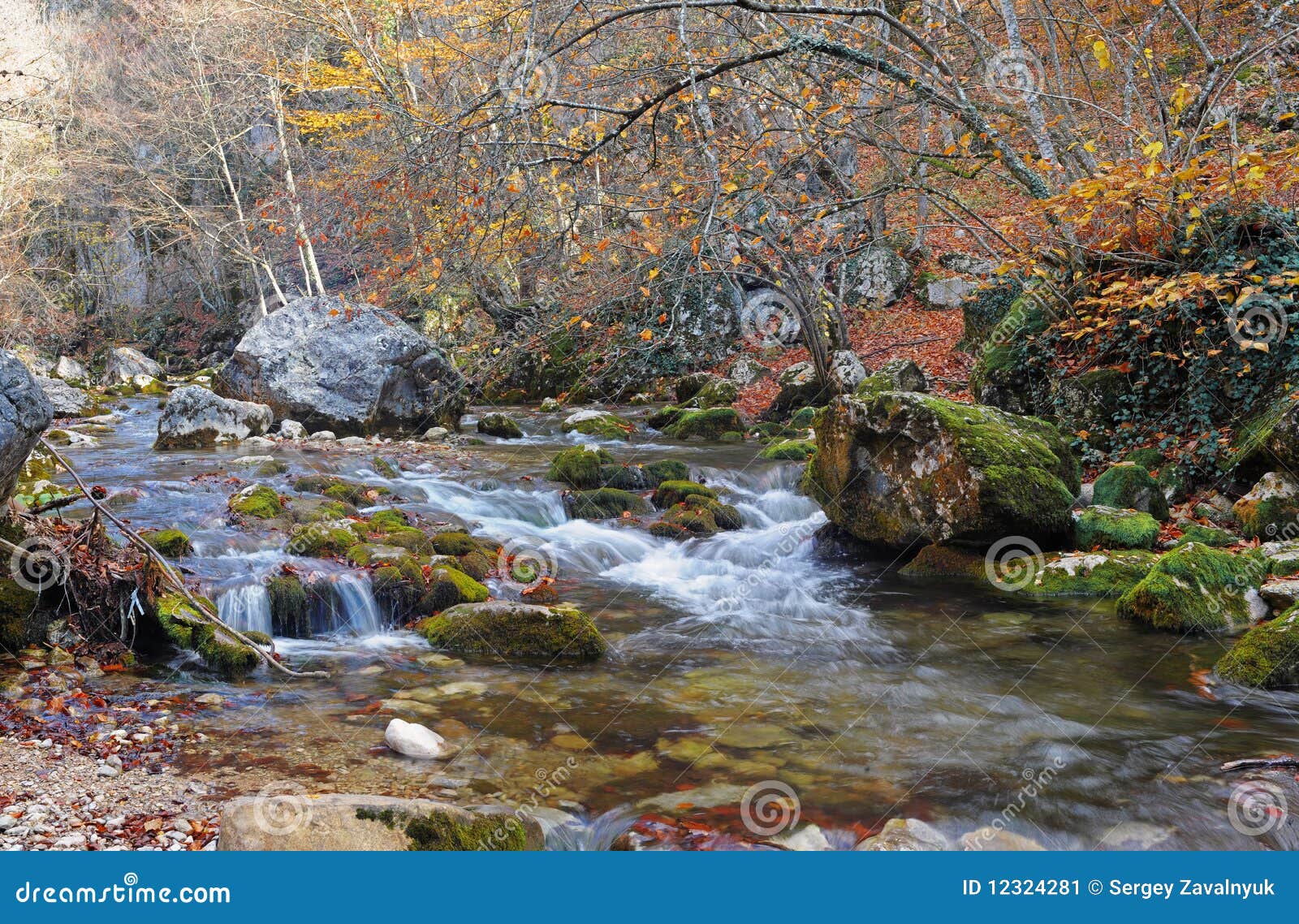 The Mountain River in Beechen Autumn Wood Stock Image - Image of river ...