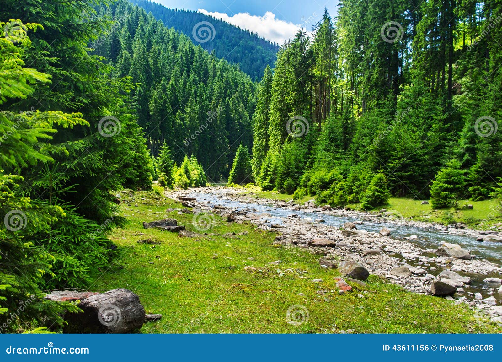 Mountain River in the Coniferous Forest. Stock Photo - Image of beauty ...