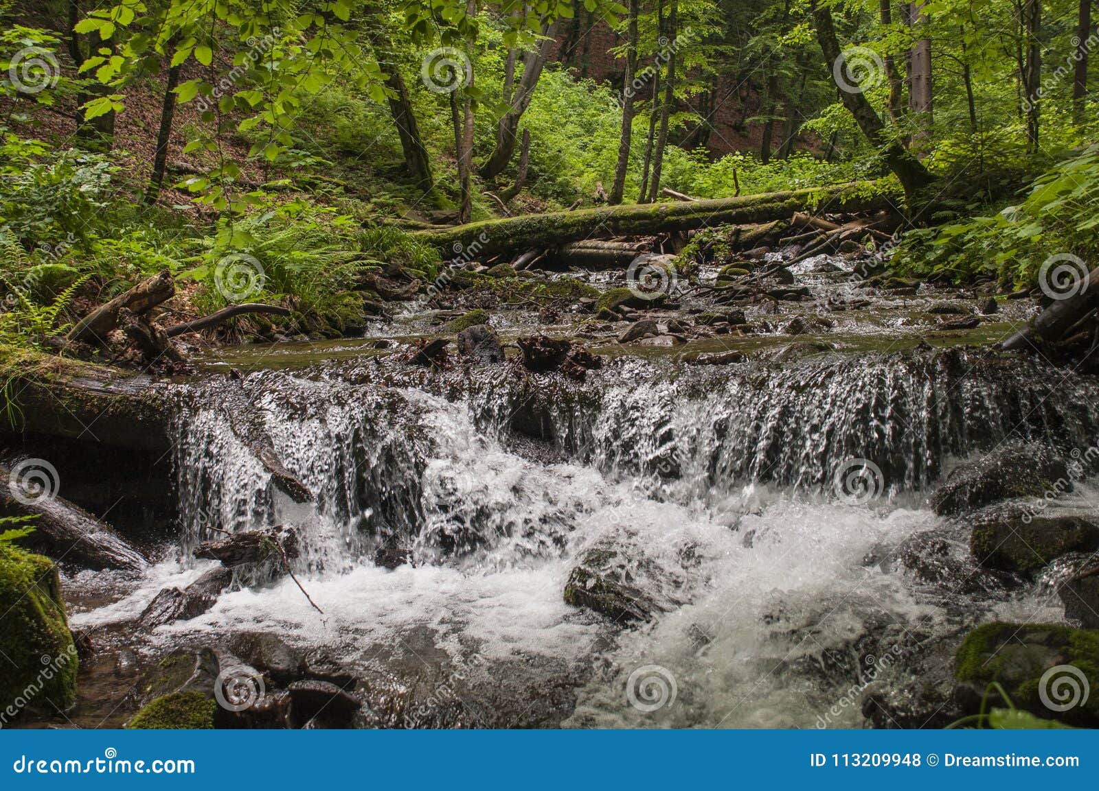 Mountain River Flowing through the Forest Stock Photo - Image of ...