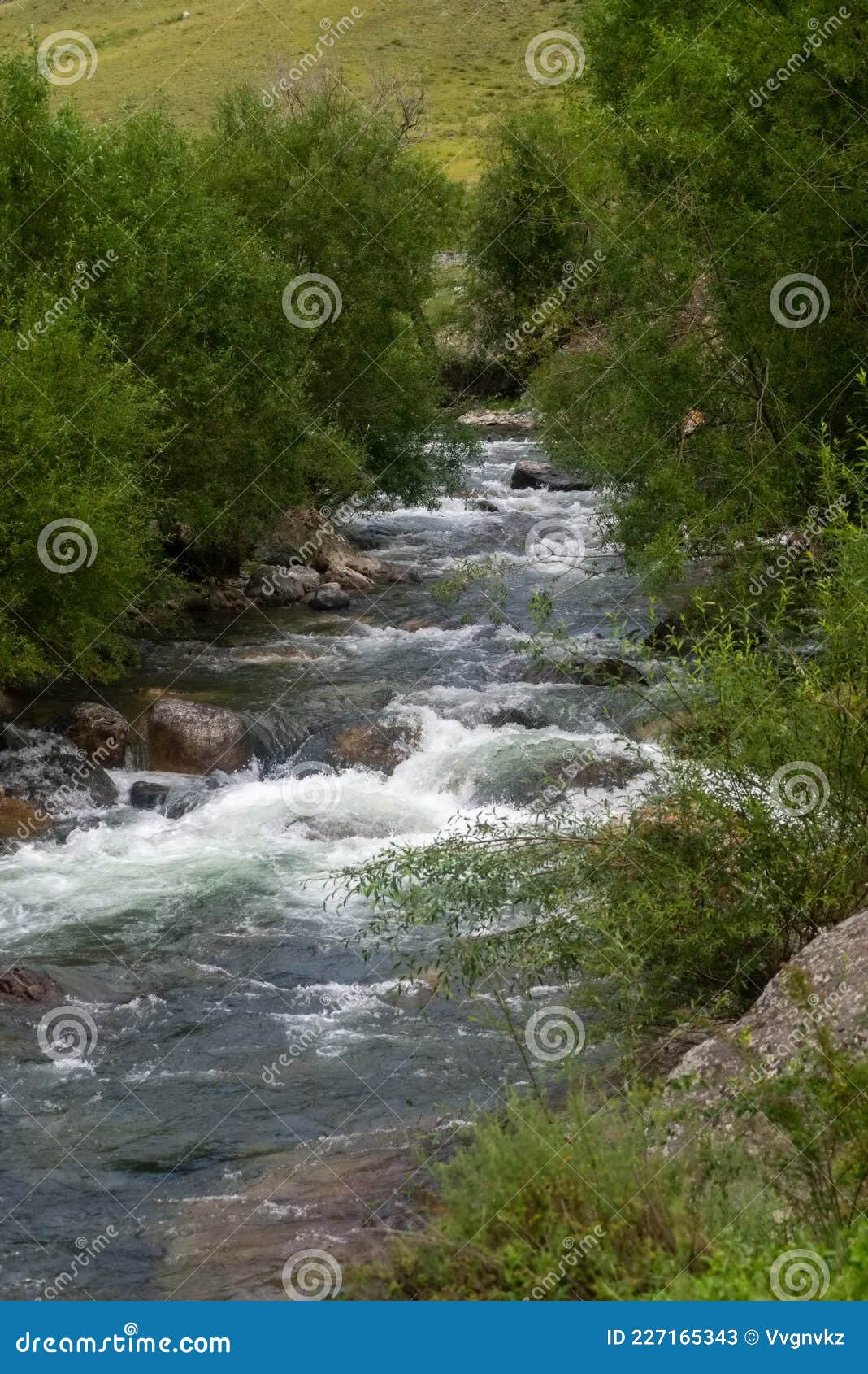 Mountain River Flowing through the Green Forest Stock Image - Image of ...