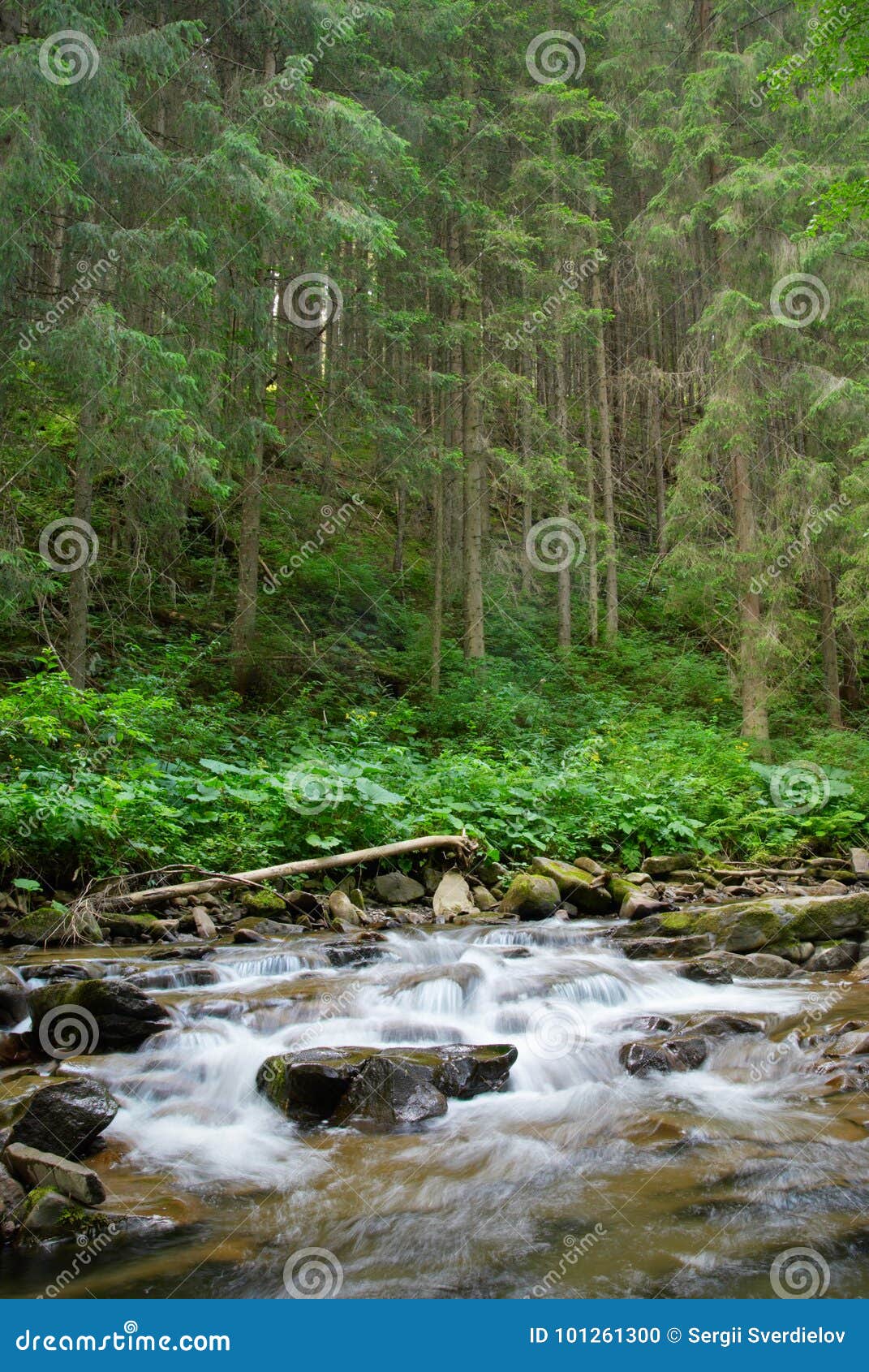 Mountain River Flowing through the Green Forest. Stream in the Wood ...