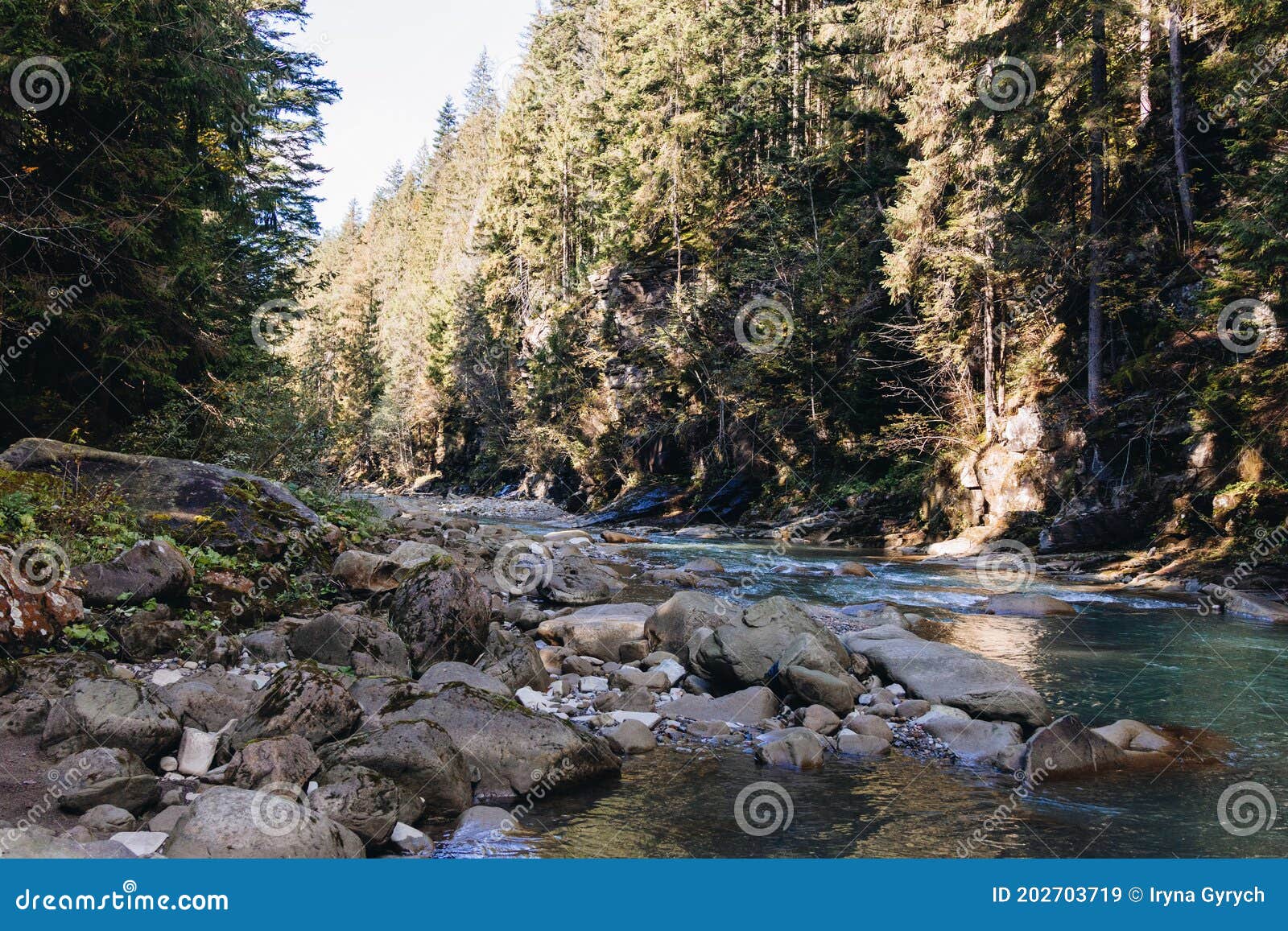 Mountain River Flowing through the Trees Stock Image - Image of summer ...