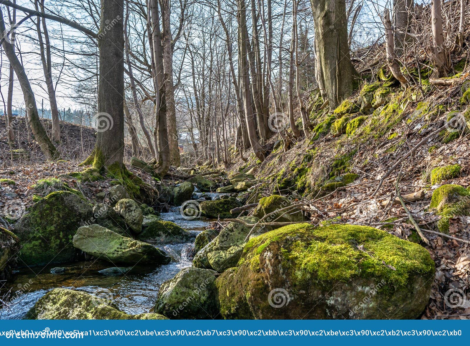 Mountain River Flows among Stones and Rocks in a Mountain Forest Stock ...
