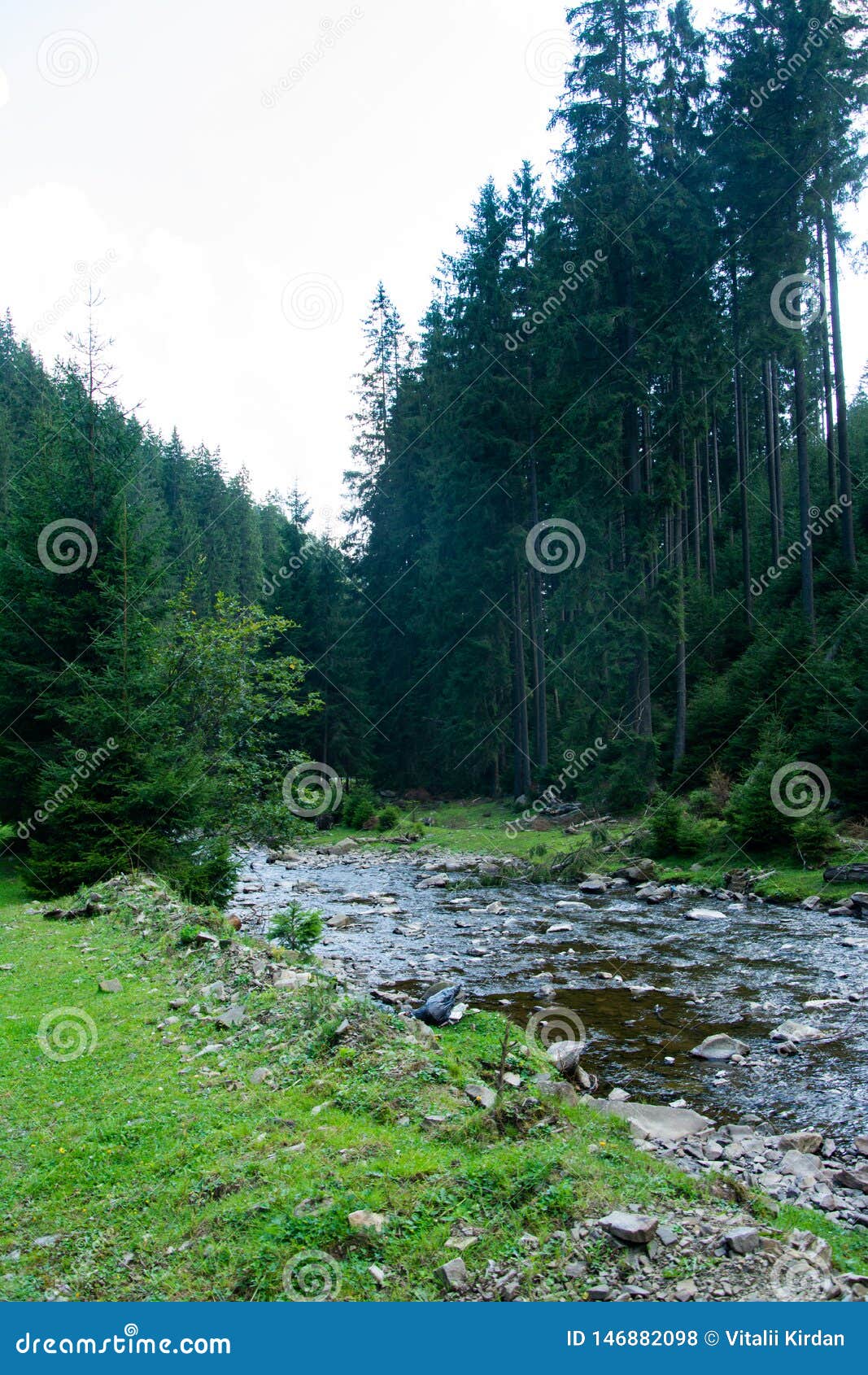 Mountain River Flows in a Wooded Area Stock Photo - Image of coniferous ...