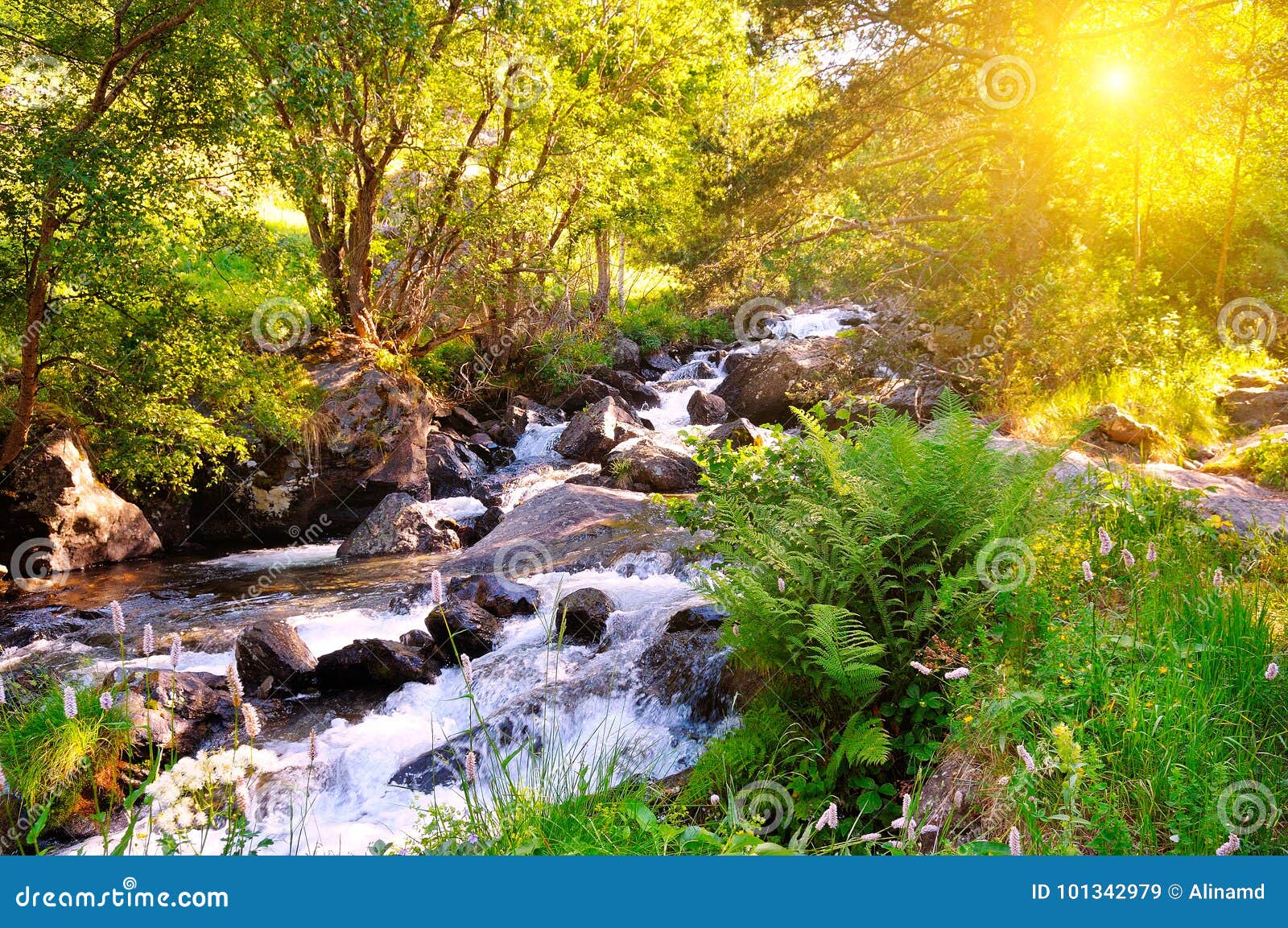 Mountain River, Forest and Bright Sun Stock Image - Image of splash ...