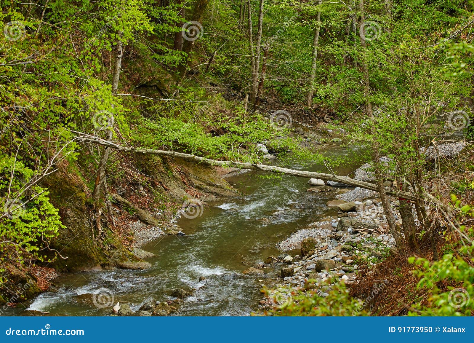 Mountain River through Forest Stock Photo - Image of scenery, europe ...
