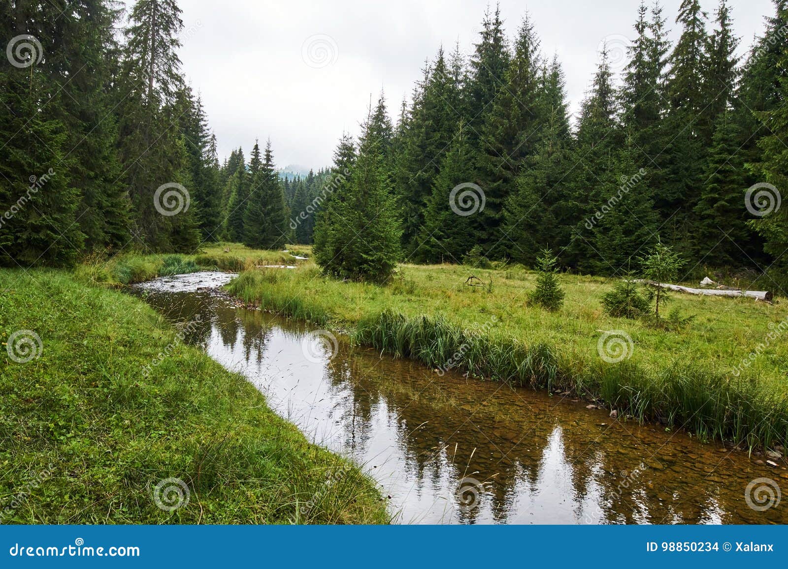 Mountain River through Forest Stock Photo - Image of pine, stone: 98850234
