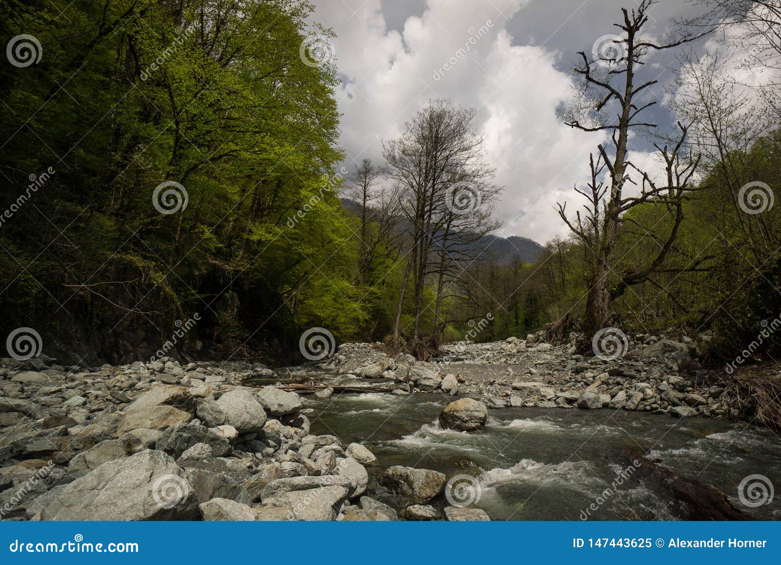 Mountain River through Forest Stock Image - Image of destination, park ...