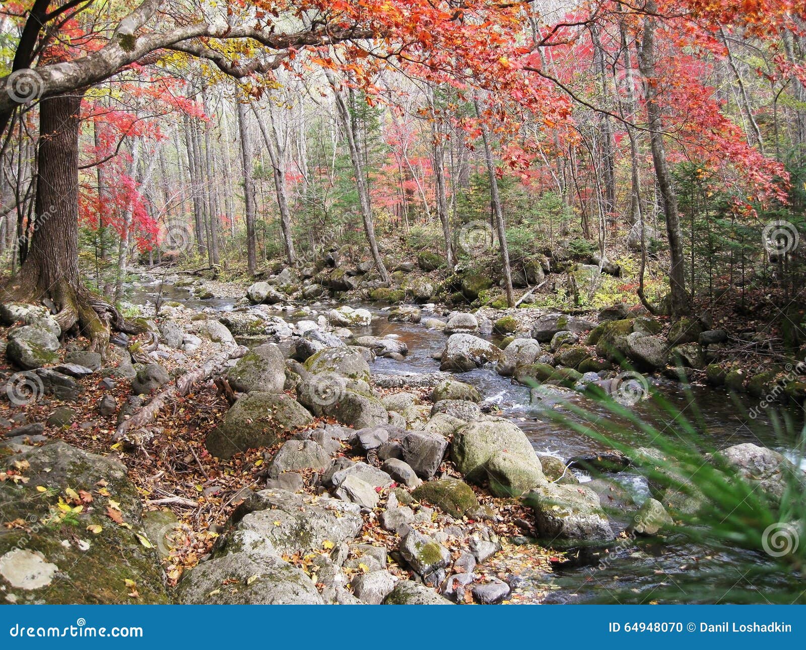 Mountain River in the Forest Stock Photo - Image of tree, nature: 64948070