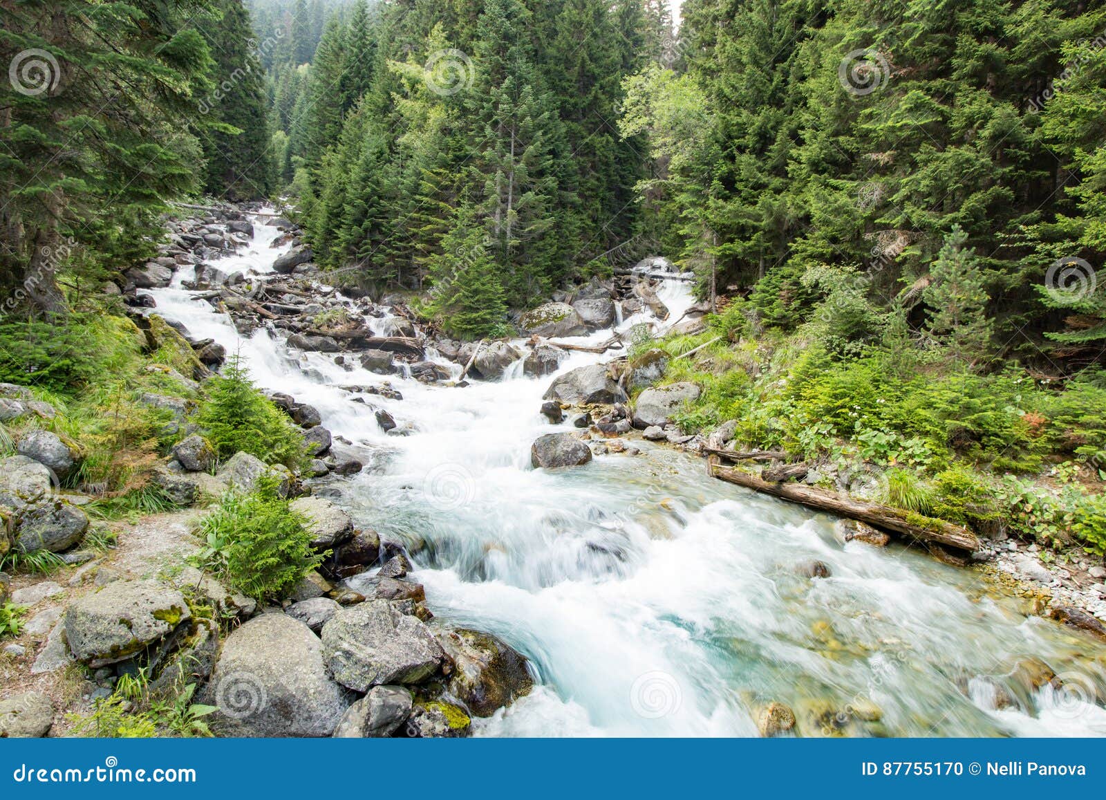 Mountain River in the Green Forest Stock Photo - Image of fresh ...