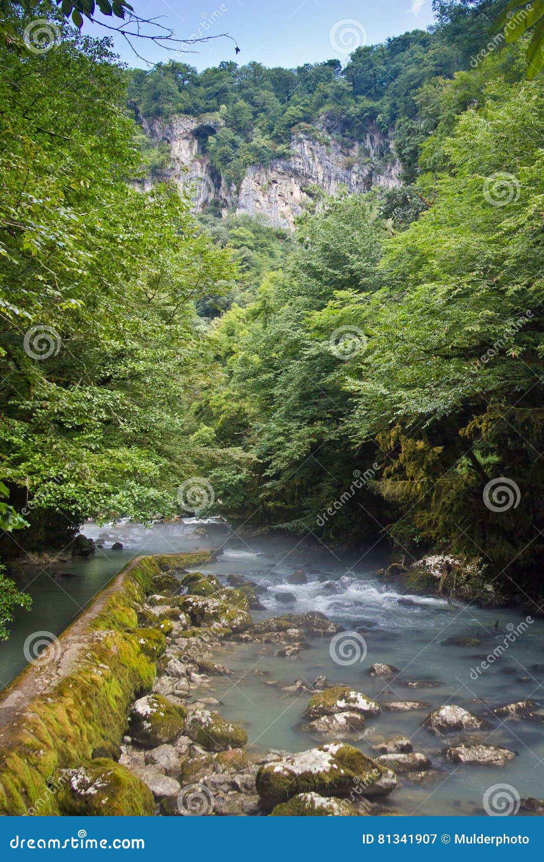 Mountain River in the Middle of Green Forest Stock Image - Image of ...