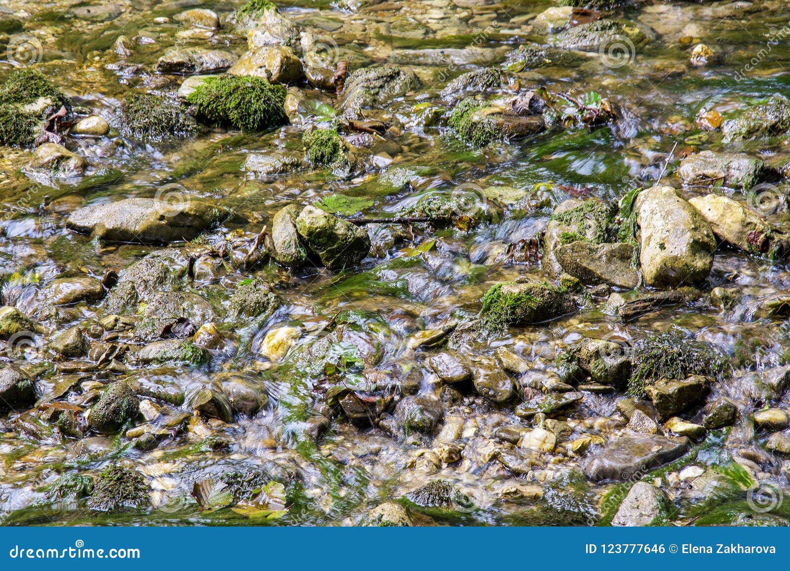 Mountain river with moss stock photo. Image of grass - 123777646