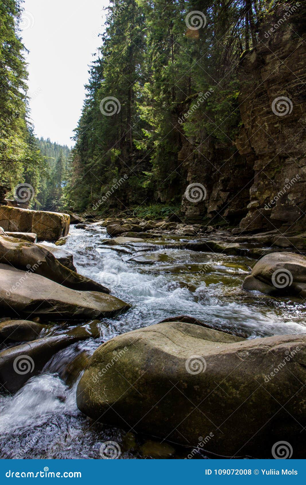 Mountain River and Natural Green Forest. Stock Photo - Image of natural ...