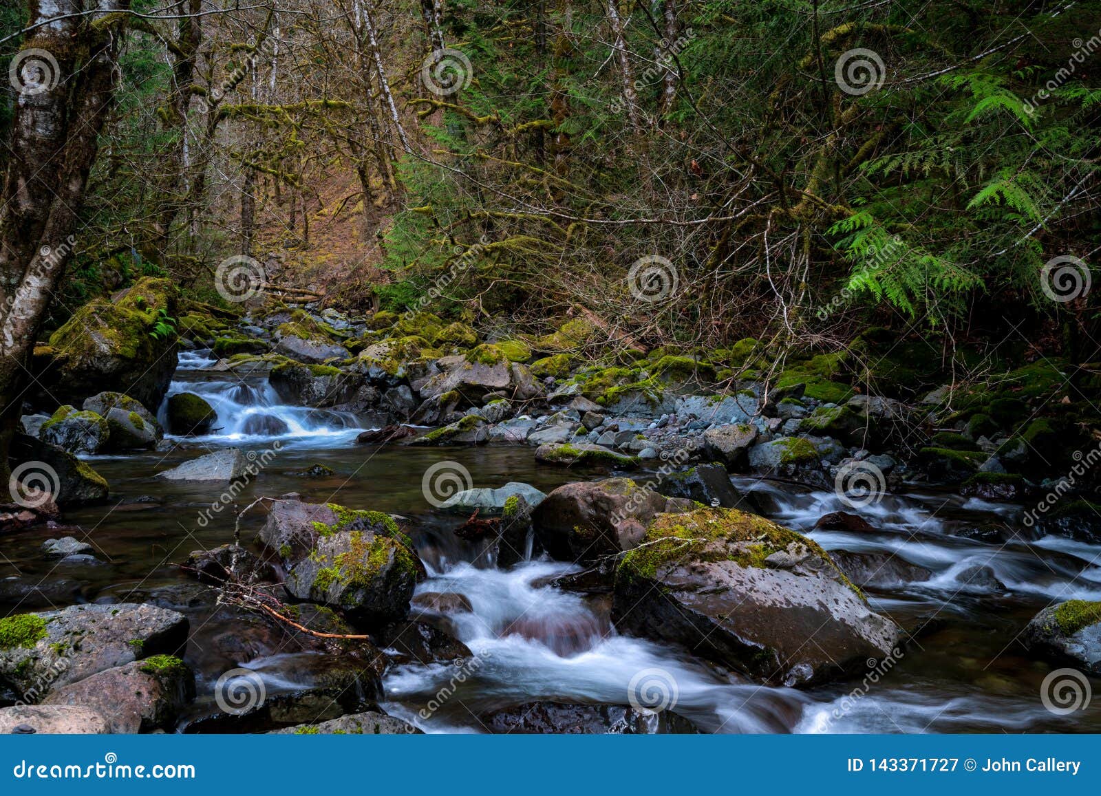 Rocky Brook Washington State in Spring Stock Image - Image of creek ...