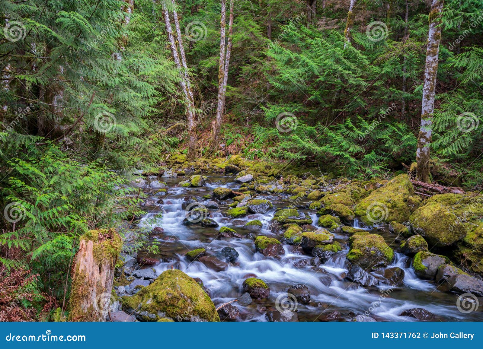 Rocky Brook Washington State in Spring Stock Photo - Image of moss ...