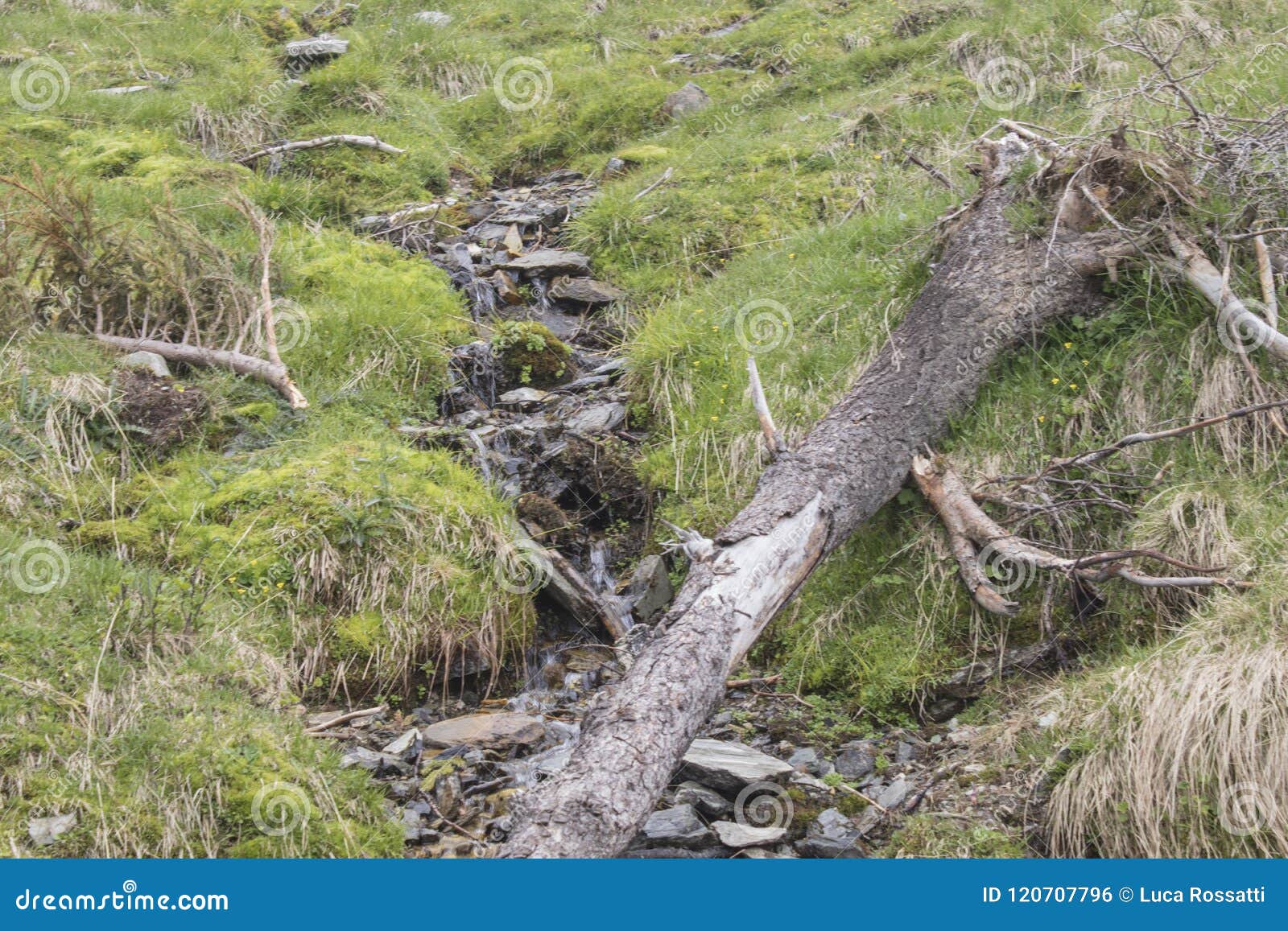 Mountain River with a Tree, Rocks and Grass Stock Photo - Image of rock ...