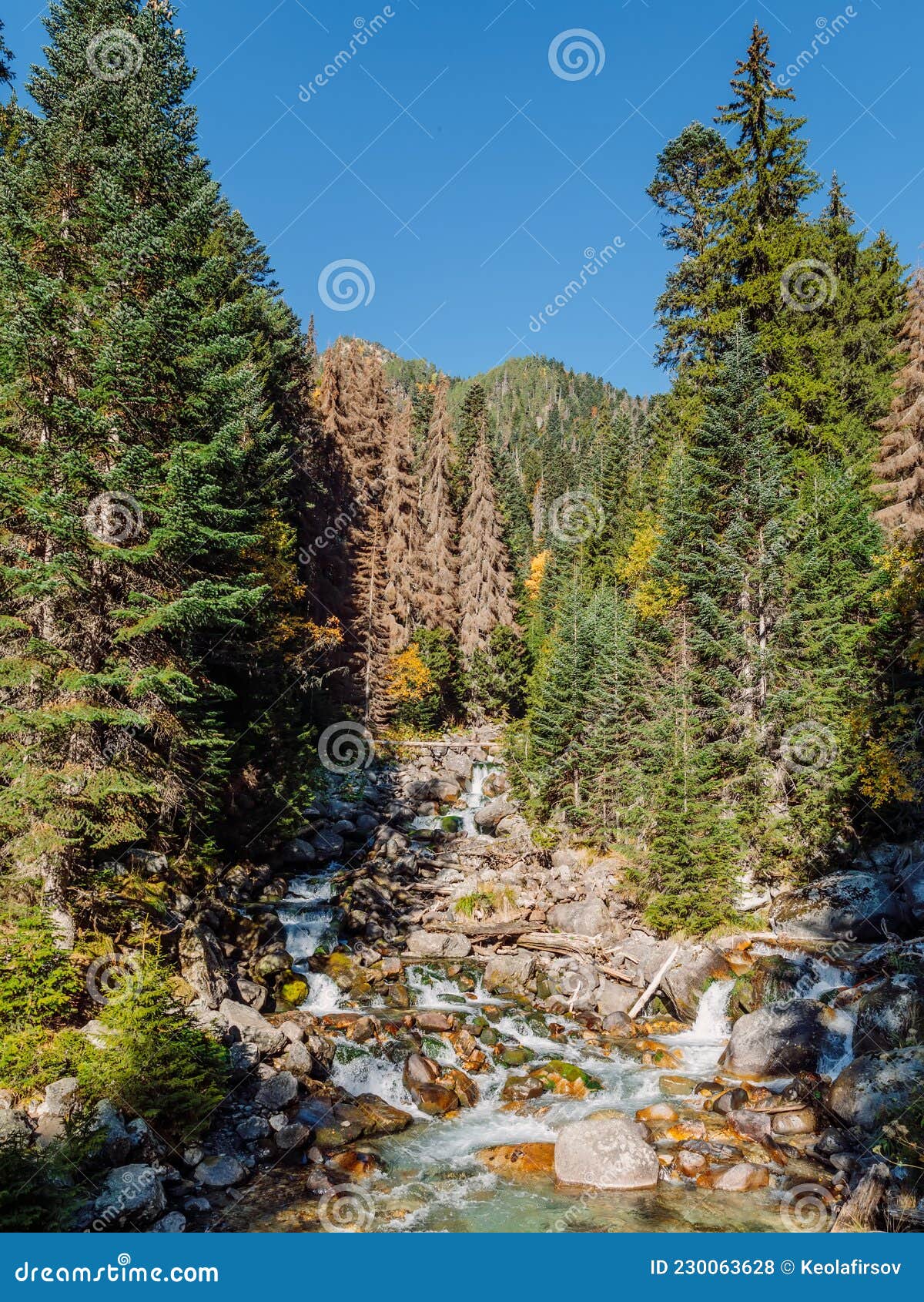 Mountain River in Wild Forest. Mountain Landscape with River Stock ...