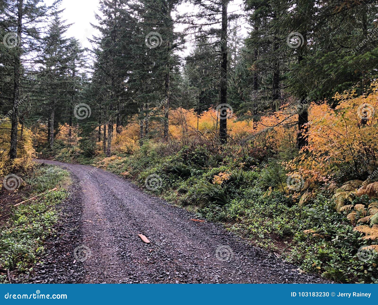 Mountain Road in Forest in Fall Stock Photo - Image of colors, leaves ...