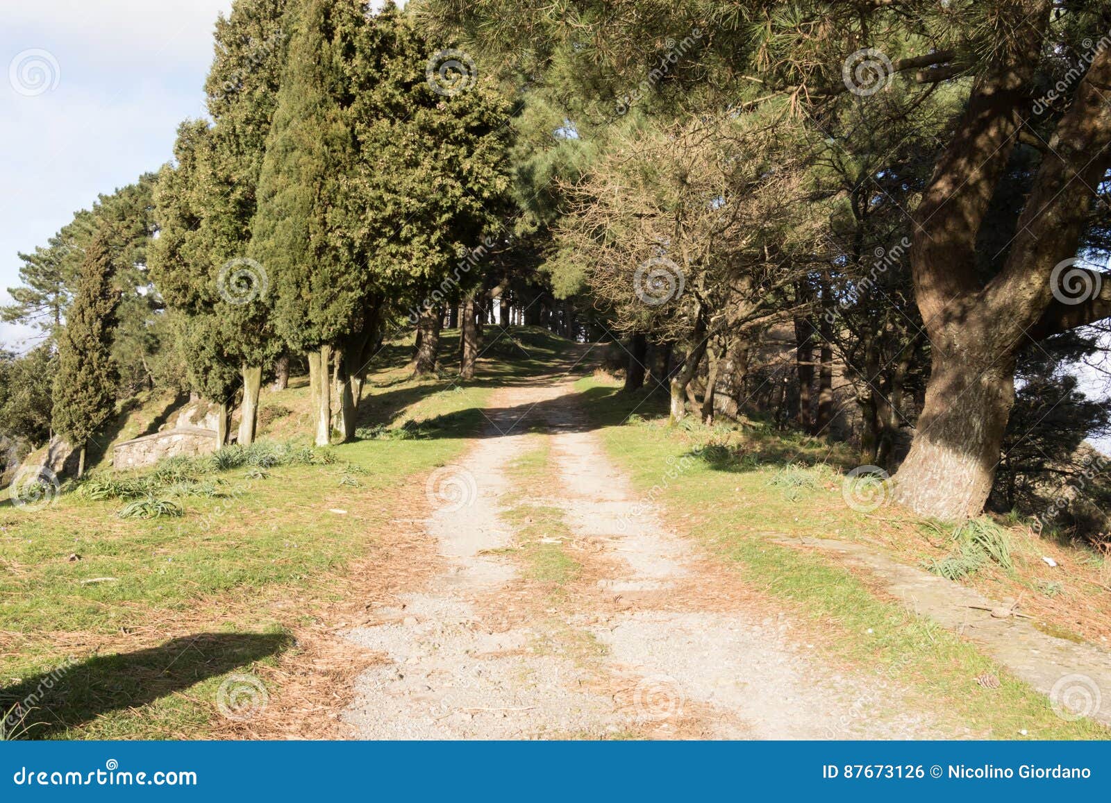 Mountain road among trees stock photo. Image of drive - 87673126