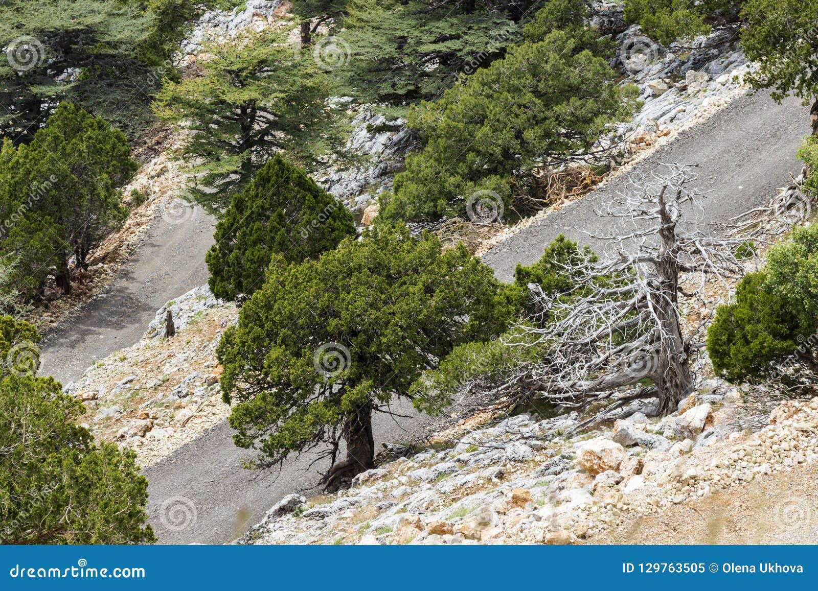Mountain Road among Trees and Stones. Stock Image - Image of island ...