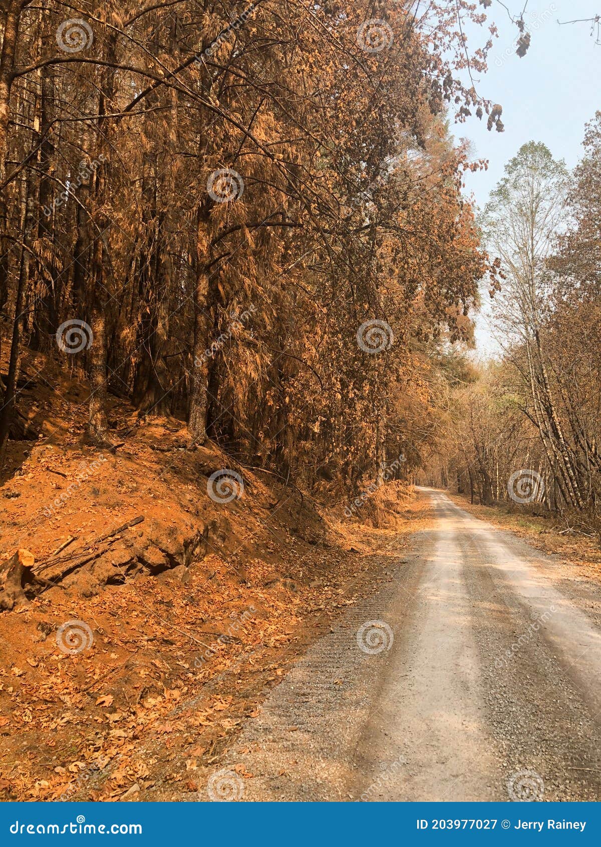 Mountain Road in a Wildfire Stock Image - Image of fire, creek: 203977027