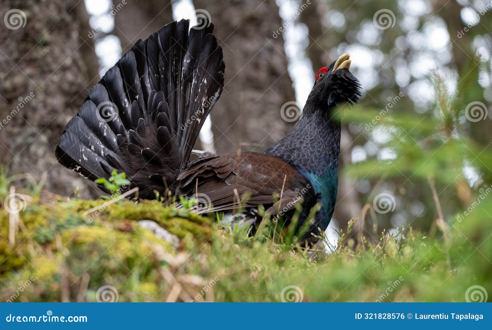 Mountain Rooster in All Its Glory Stock Photo - Image of bird, glory ...