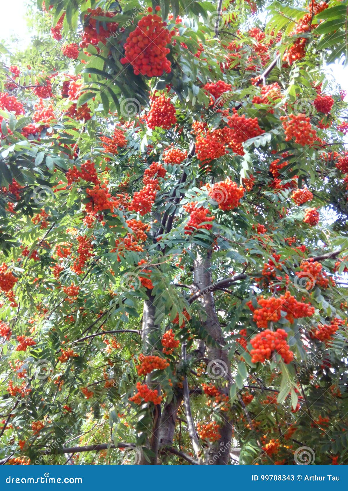 Mountain rowan stock image. Image of tree, nature, rowan - 99708343