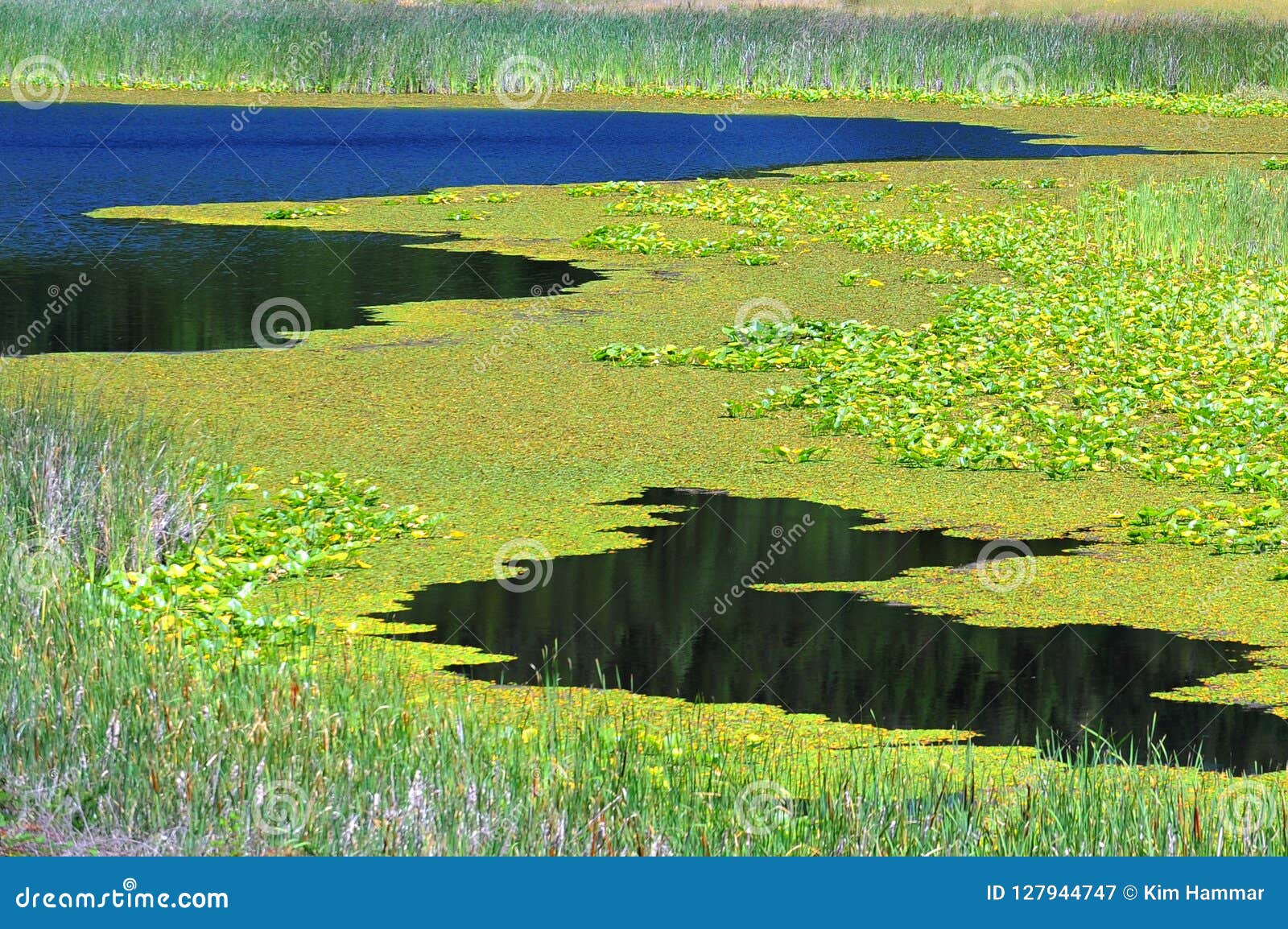 Mountain Run-off Creates a Valley of Wetland. Stock Image - Image of ...