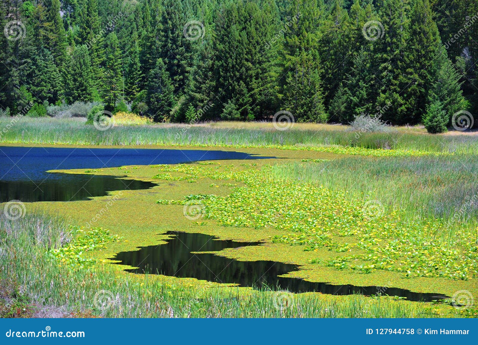 Mountain Run-off Creates a Valley of Wetland. Stock Photo - Image of ...